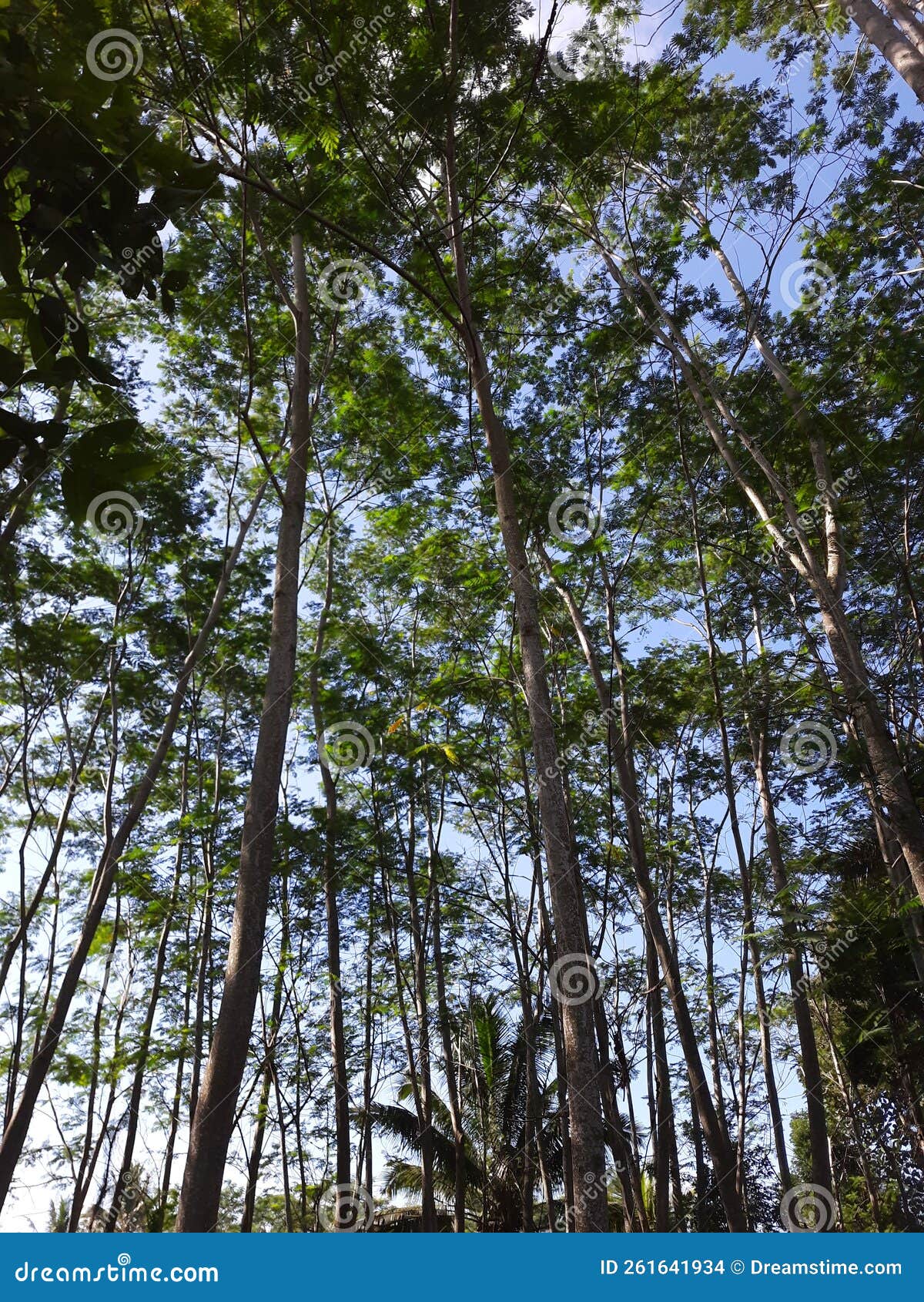 Small and Cool Forest in Rural Yogyakarta Stock Photo - Image of small ...