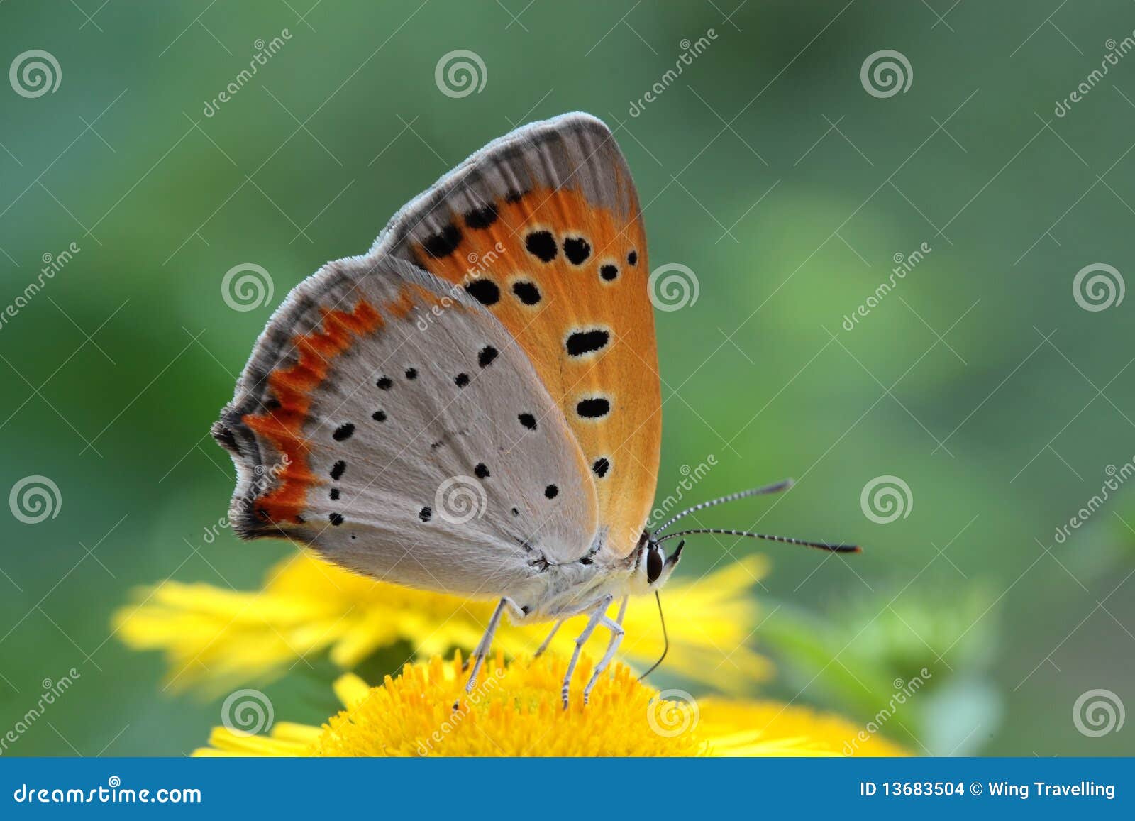 Copper-butterfly Lat Lycaenidae. Stock Photography | CartoonDealer.com ...