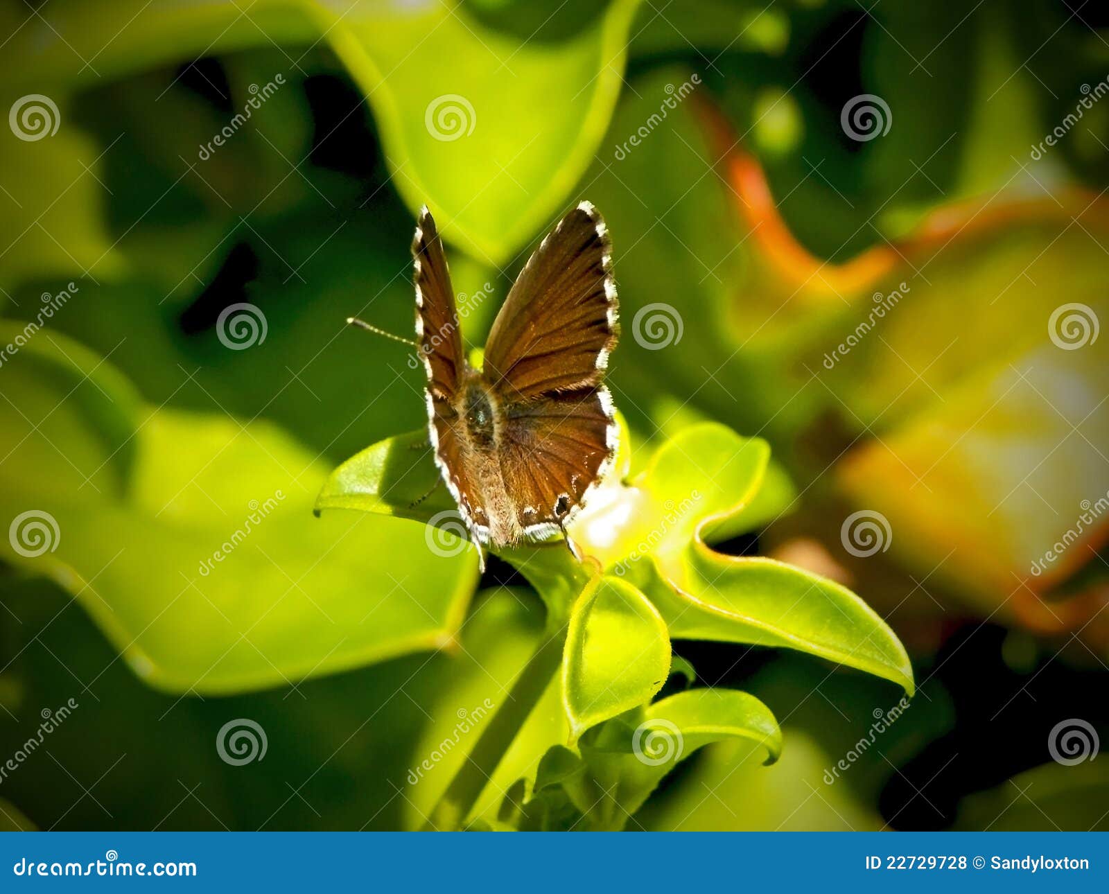Small Copper butterfly 2 stock photo. Image of copper - 22729728