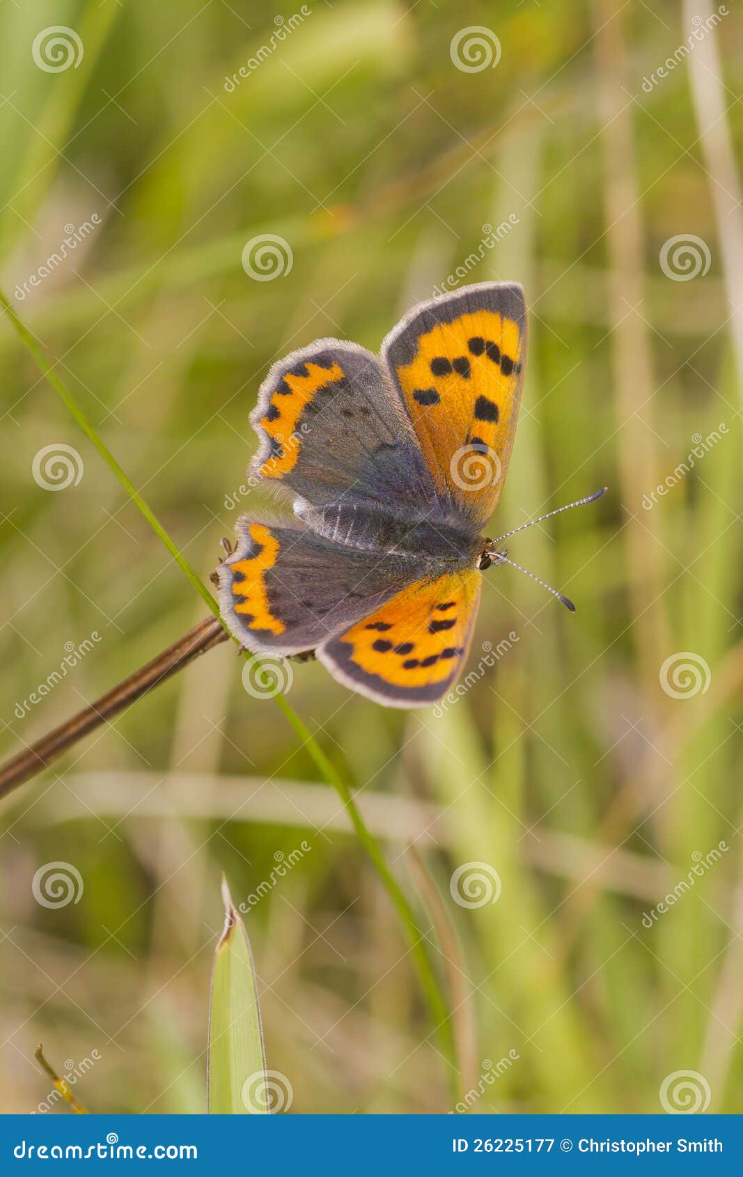 Small Copper Butterfly (Lycaena Phlaeas) Stock Image - Image of macro ...