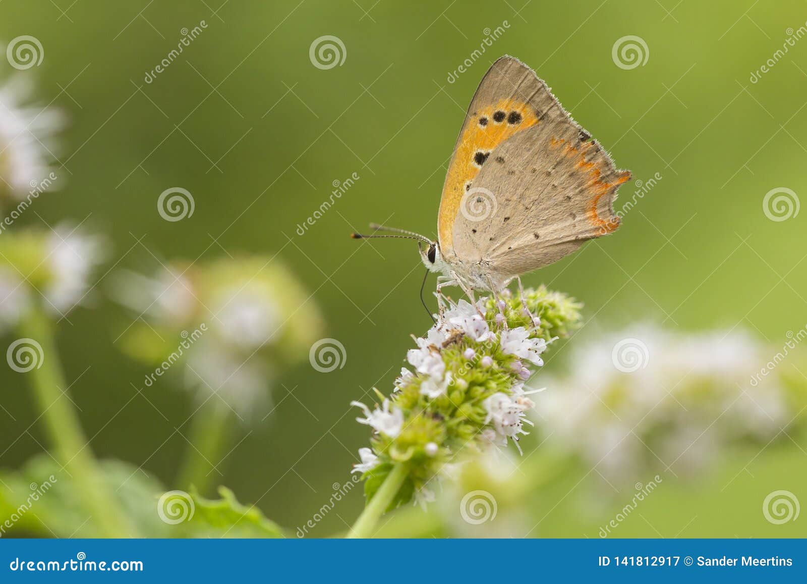 Small Copper or Common Copper Butterfly, Lycaena Phlaeas, Mating ...