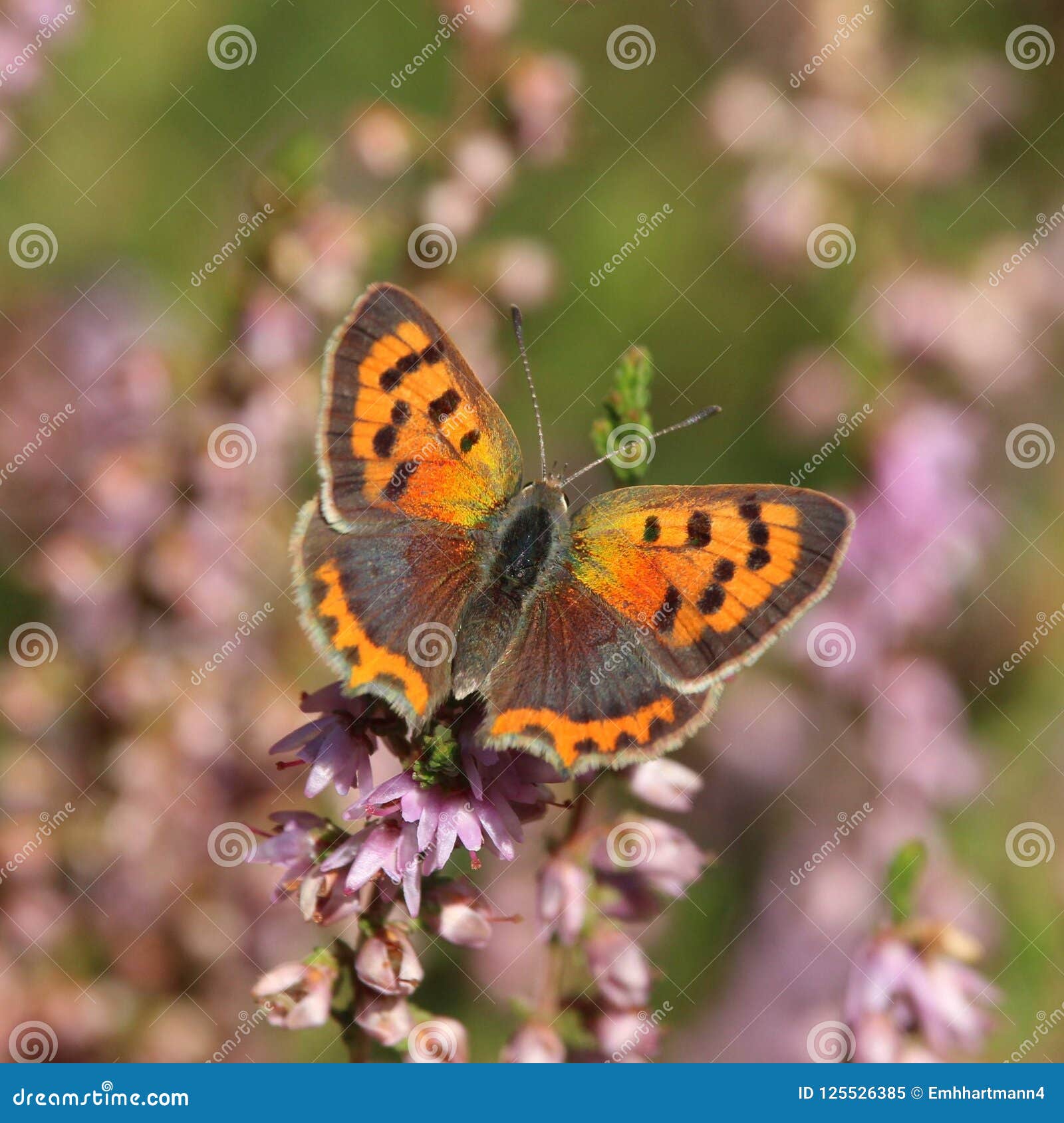 Small copper butterfly stock image. Image of heather - 125526385