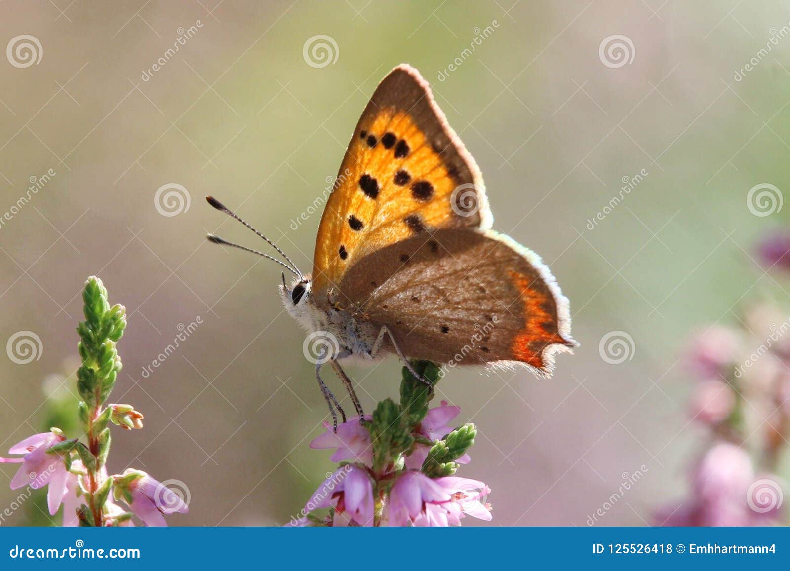 Small copper butterfly stock photo. Image of close, soft - 125526418