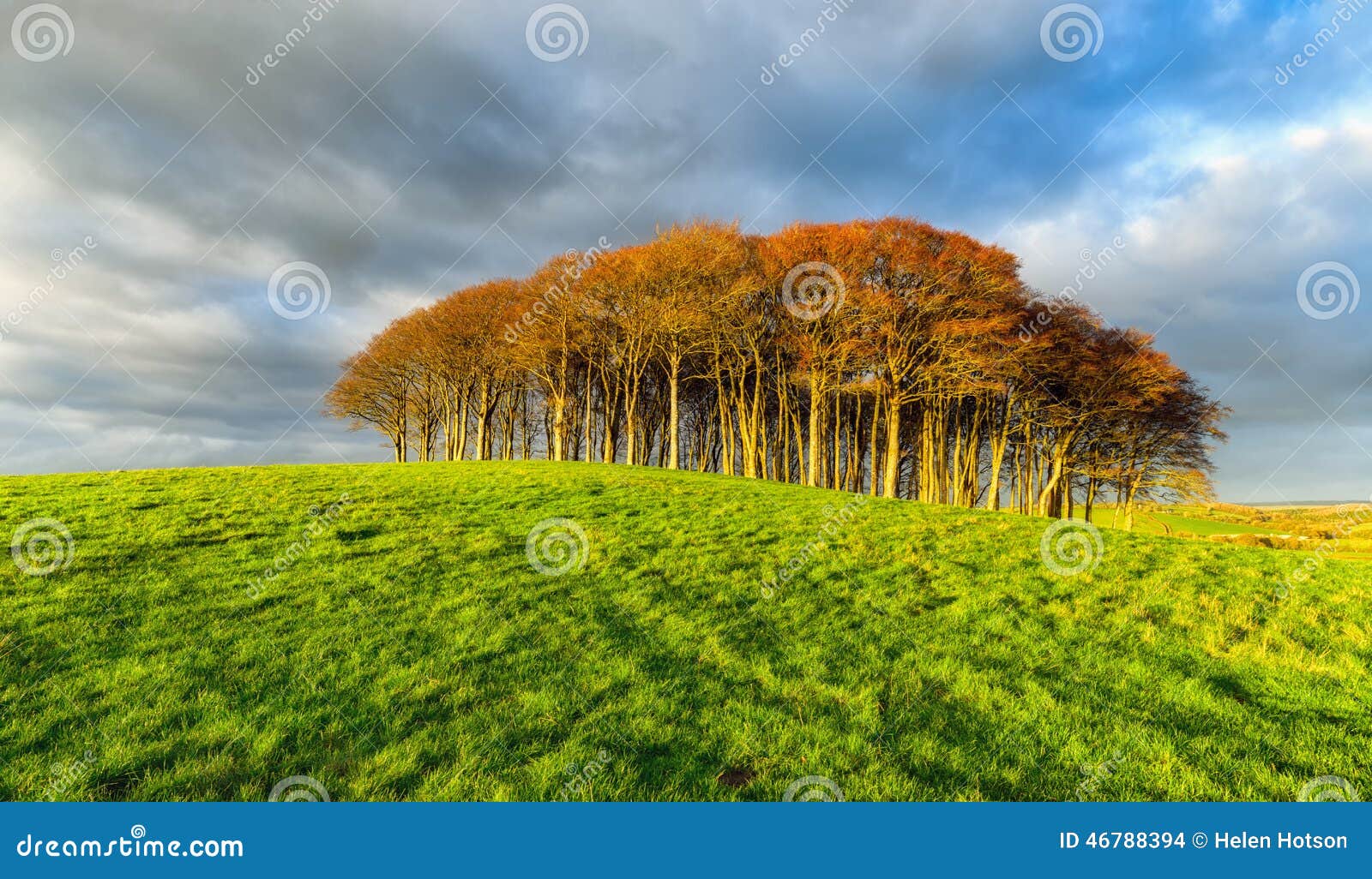 Small Copse of Trees on a Hill Stock Photo - Image of landscape ...