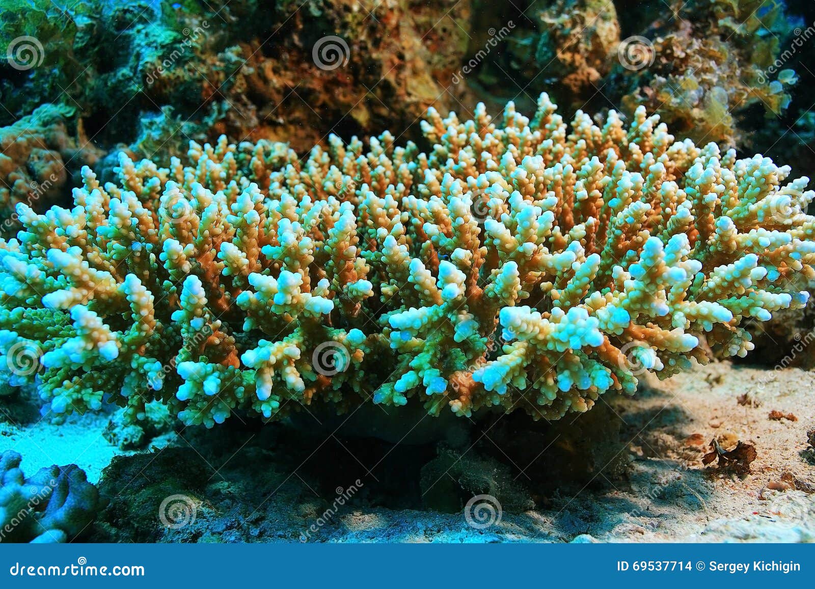 Small coral fish stock photo. Image of dive, group, ocean - 69537714