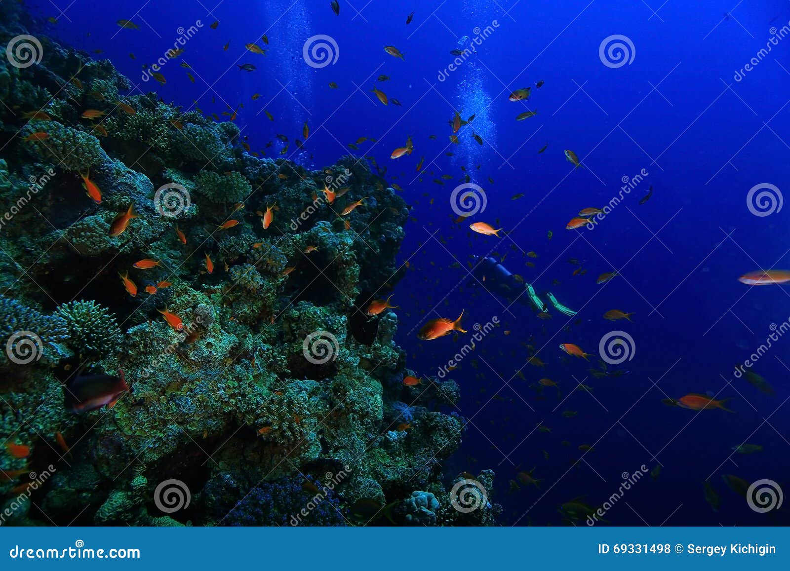 Small coral fish stock photo. Image of life, nature, school - 69331498