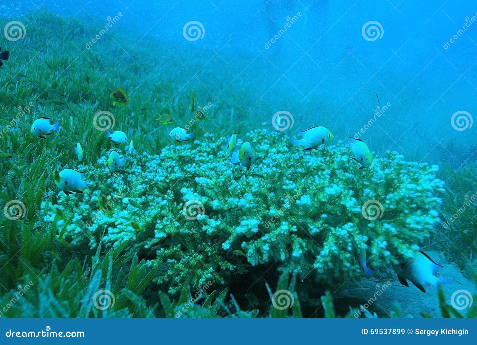 Small coral fish stock image. Image of north, life, nature - 69537899