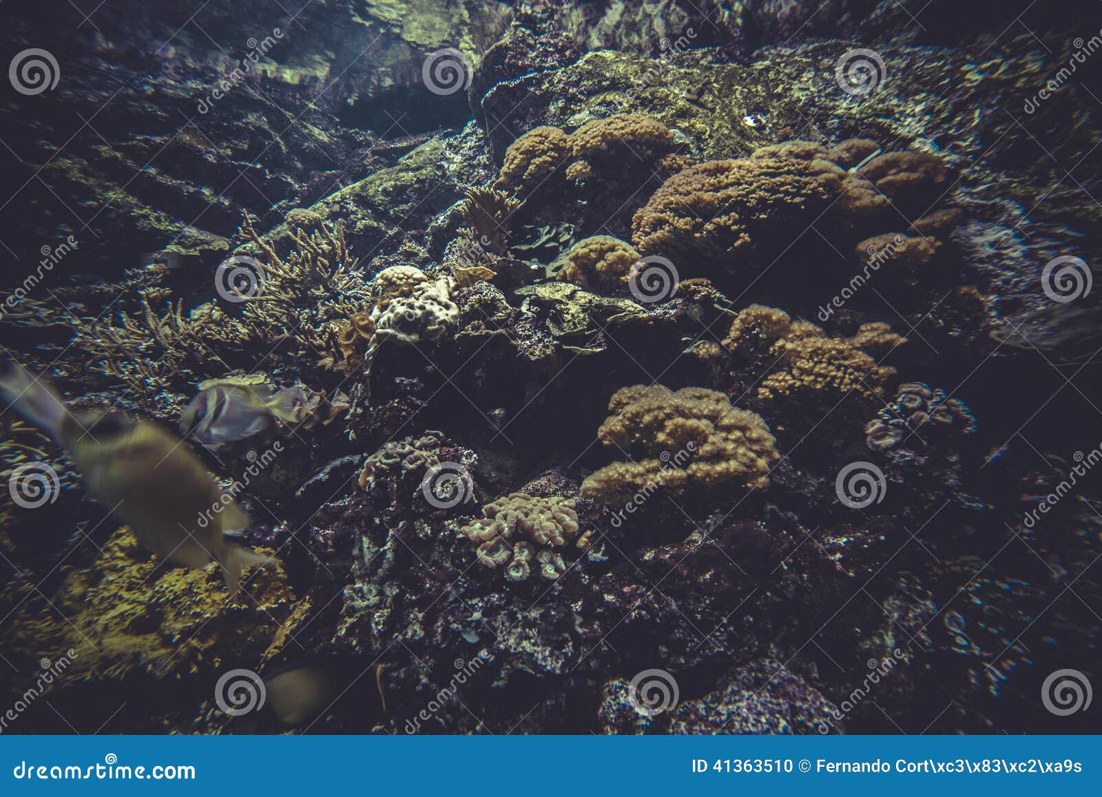 Small coral reef ecosystem stock photo. Image of dahab - 41363510
