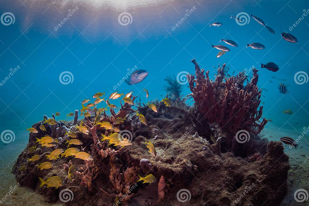 Small Coral Reef and Reef Fish Stock Photo - Image of organism, coral ...