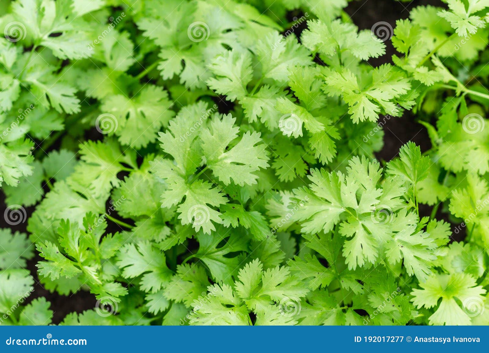 Small Coriander Leaves on a Garden Bed Stock Image - Image of garden ...