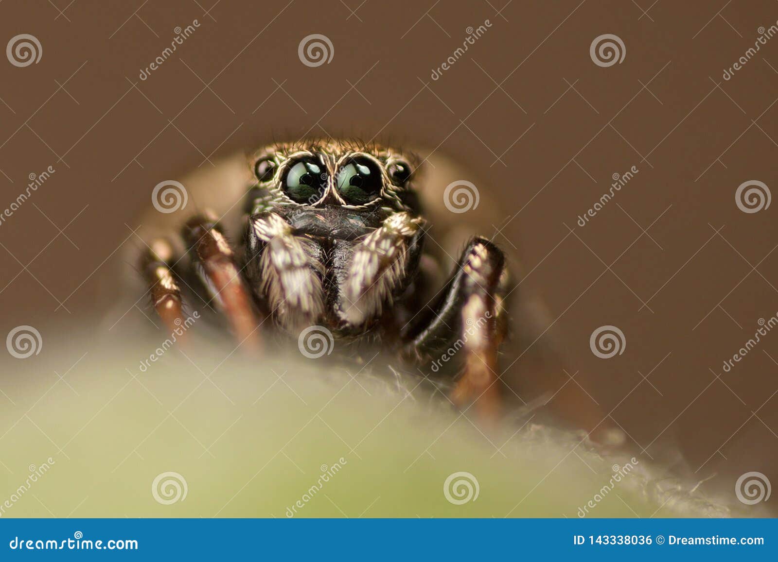 Jumping Spider Looking at the Camera Stock Photo - Image of brown ...