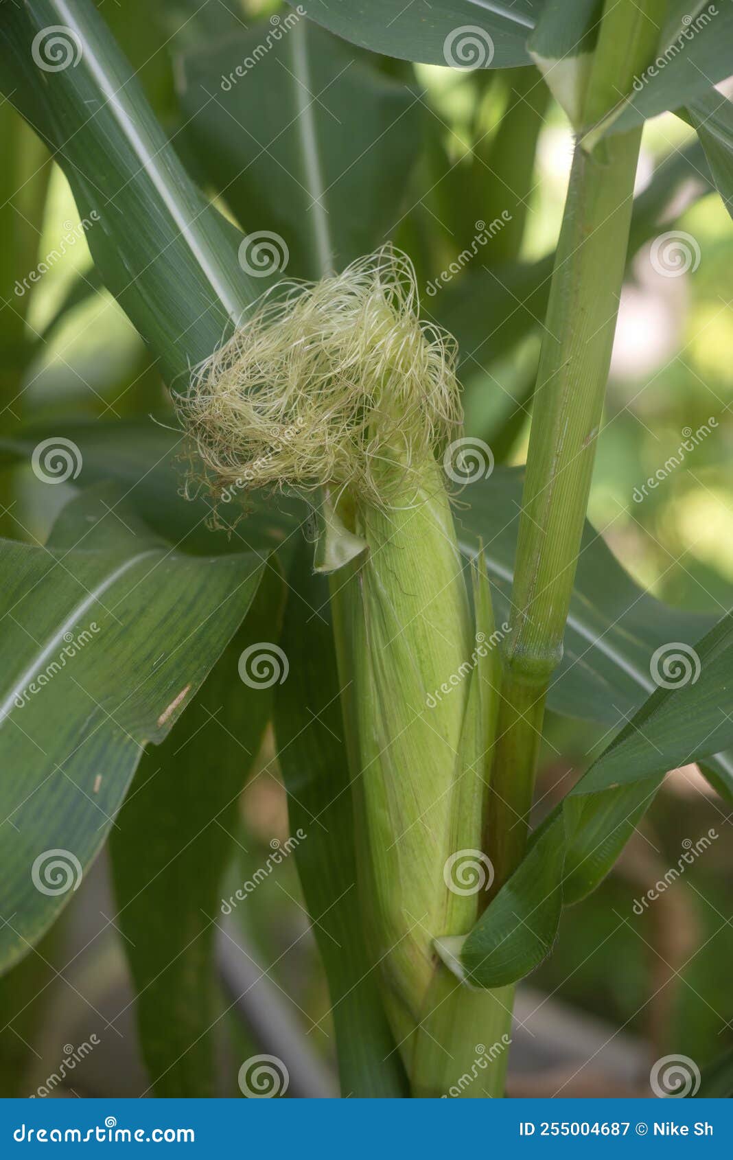 Corn cob stock image. Image of grain, vegetable, corn - 255004687