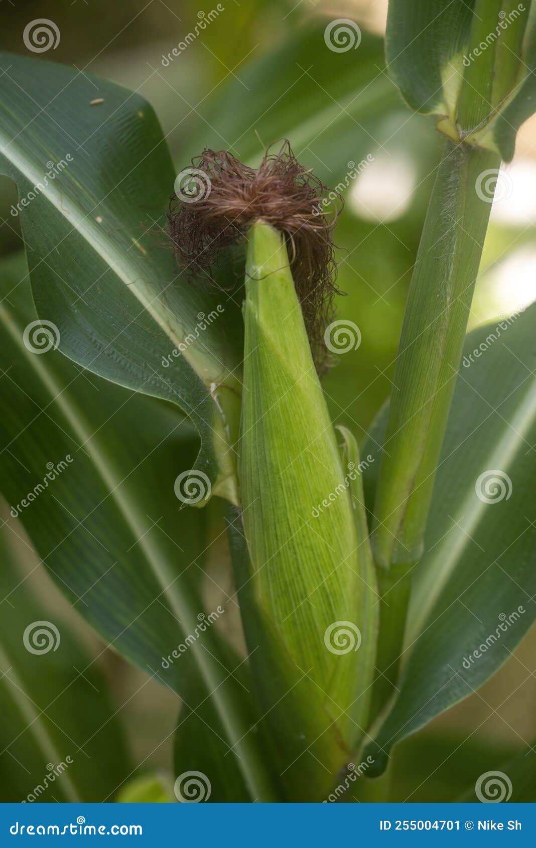 Corn cob stock image. Image of corn, harvest, healthy - 255004701