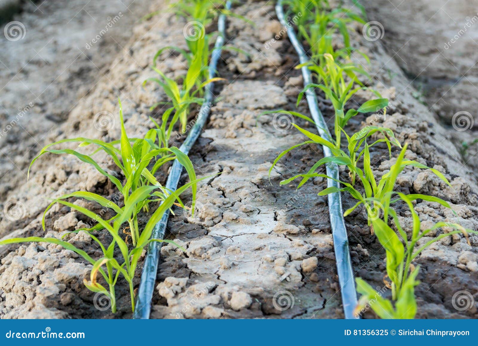 Small Corn Field with Drip Irrigation in Farm Stock Image - Image of ...
