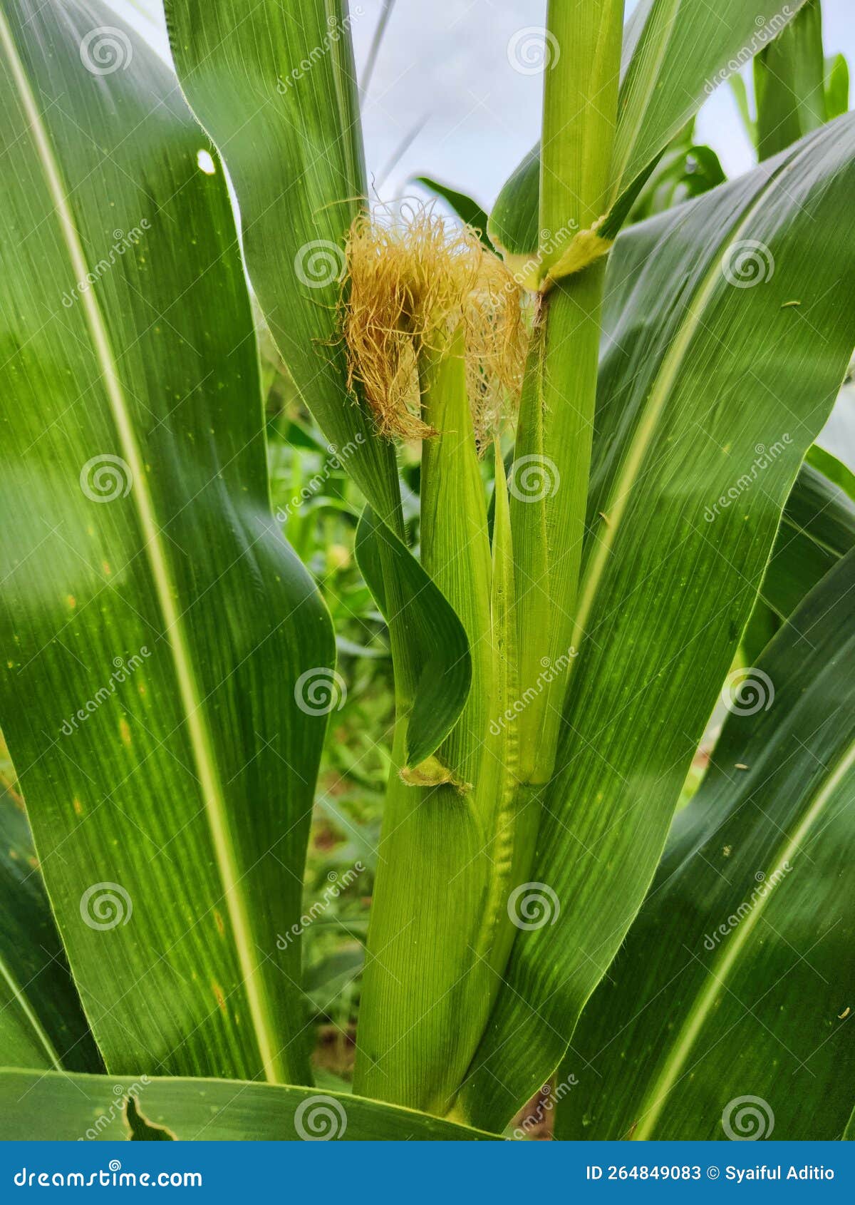 Small Corn Fruit Has Started To Grow Stock Image - Image of sunlight ...