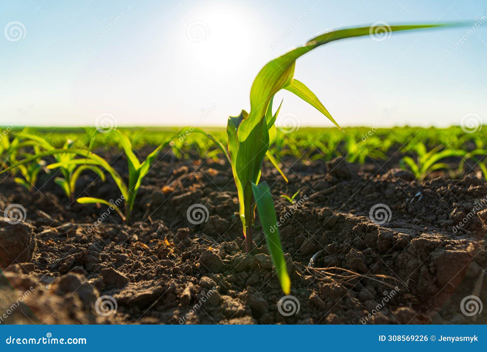 A Small Corn Grows in the Field. Corn Grows at Sunset Stock Photo ...