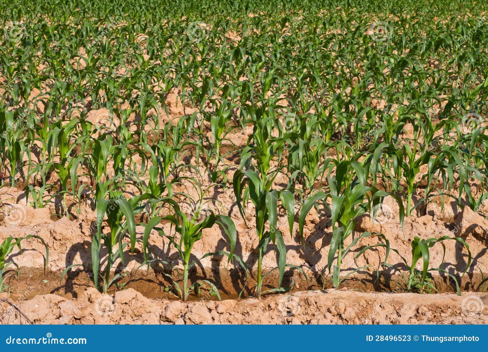 Small Corn Plant in the Farm Stock Image - Image of land, landscape ...