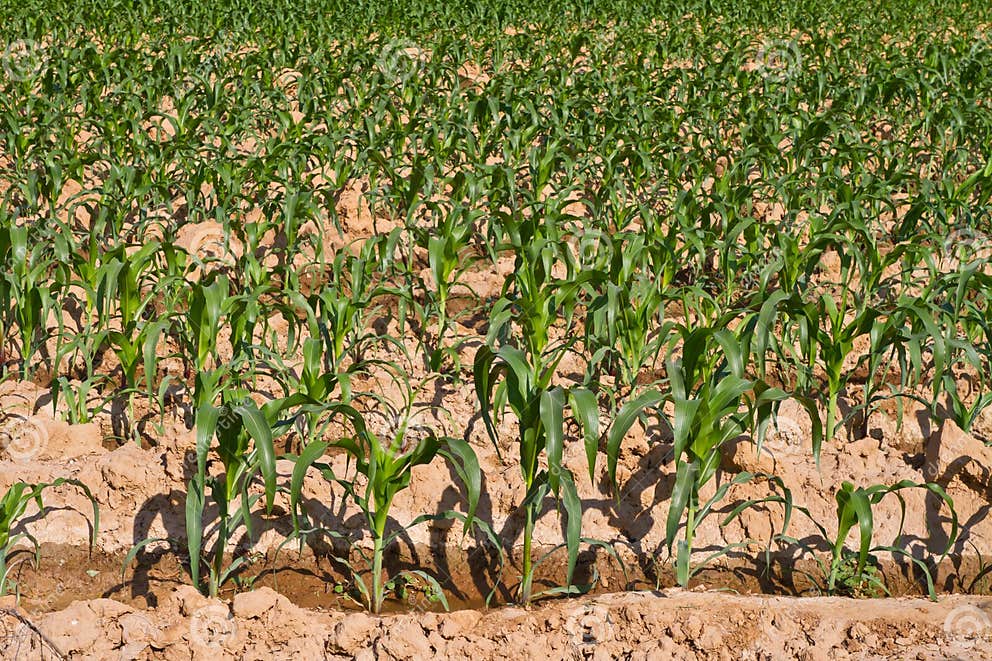 Small Corn Plant in the Farm Stock Image - Image of land, landscape ...