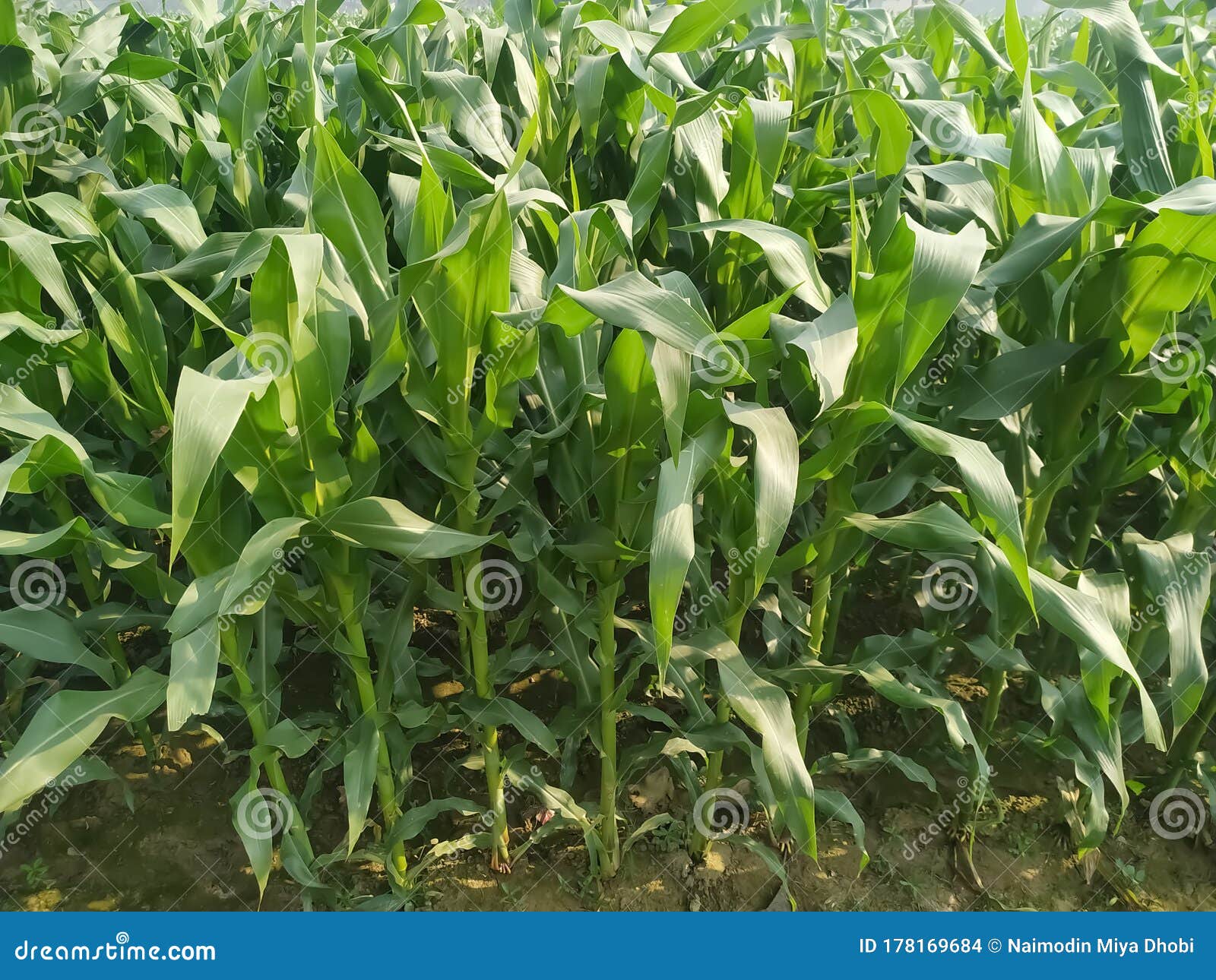 Small Corn Plant in the Farm Natural. Nepal Stock Photo - Image of ...