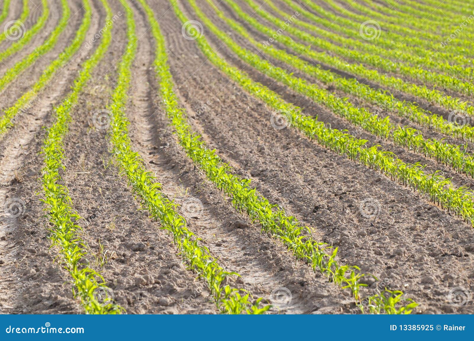 Small corn plants stock image. Image of production, rows - 13385925