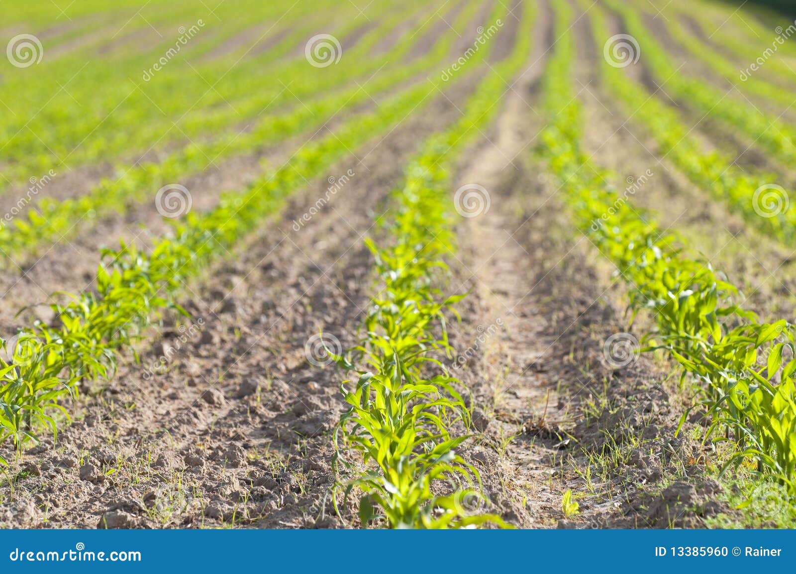 Small corn plants stock photo. Image of cereal, growing - 13385960