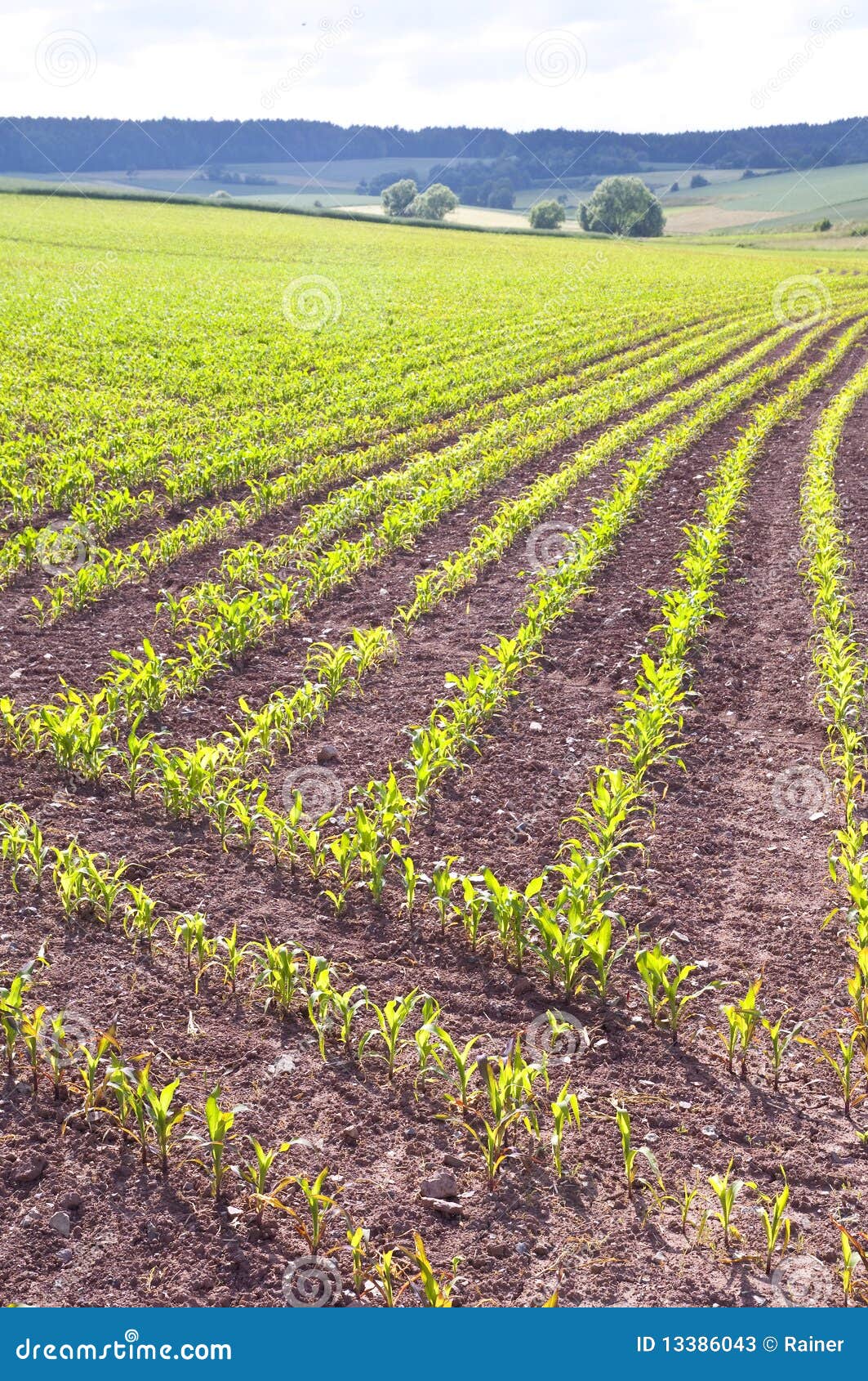 Small corn plants stock image. Image of agriculture, earth - 13386043