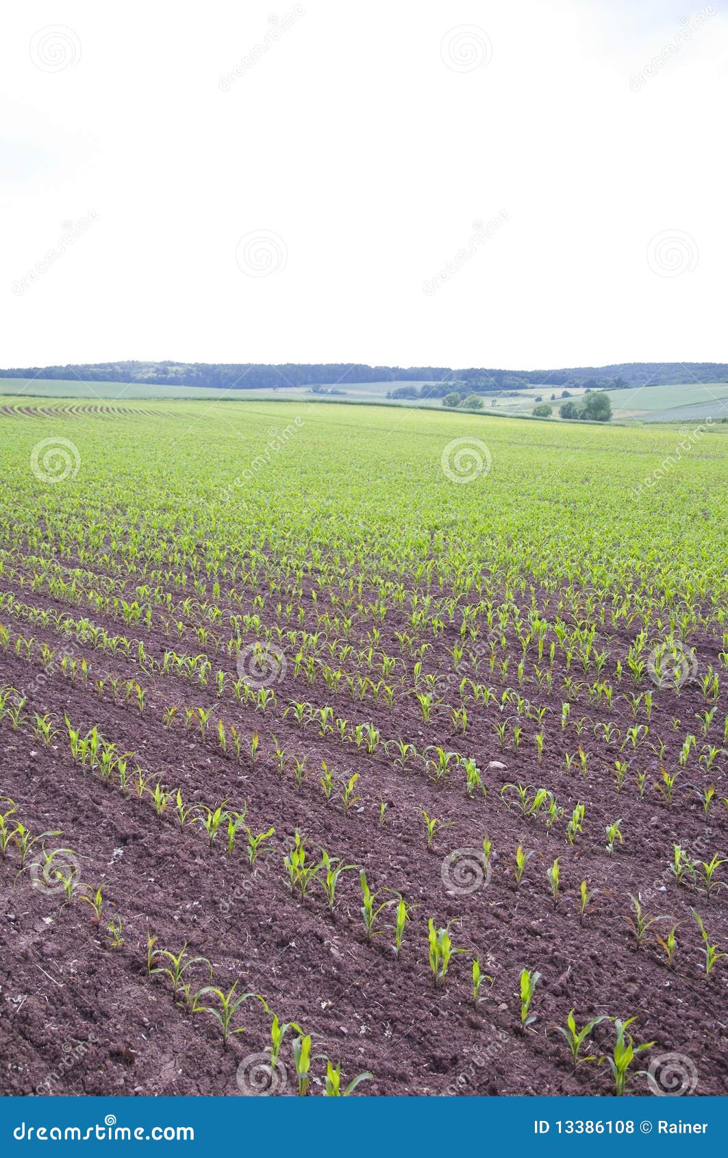Small corn plants stock photo. Image of maize, cereals - 13386108