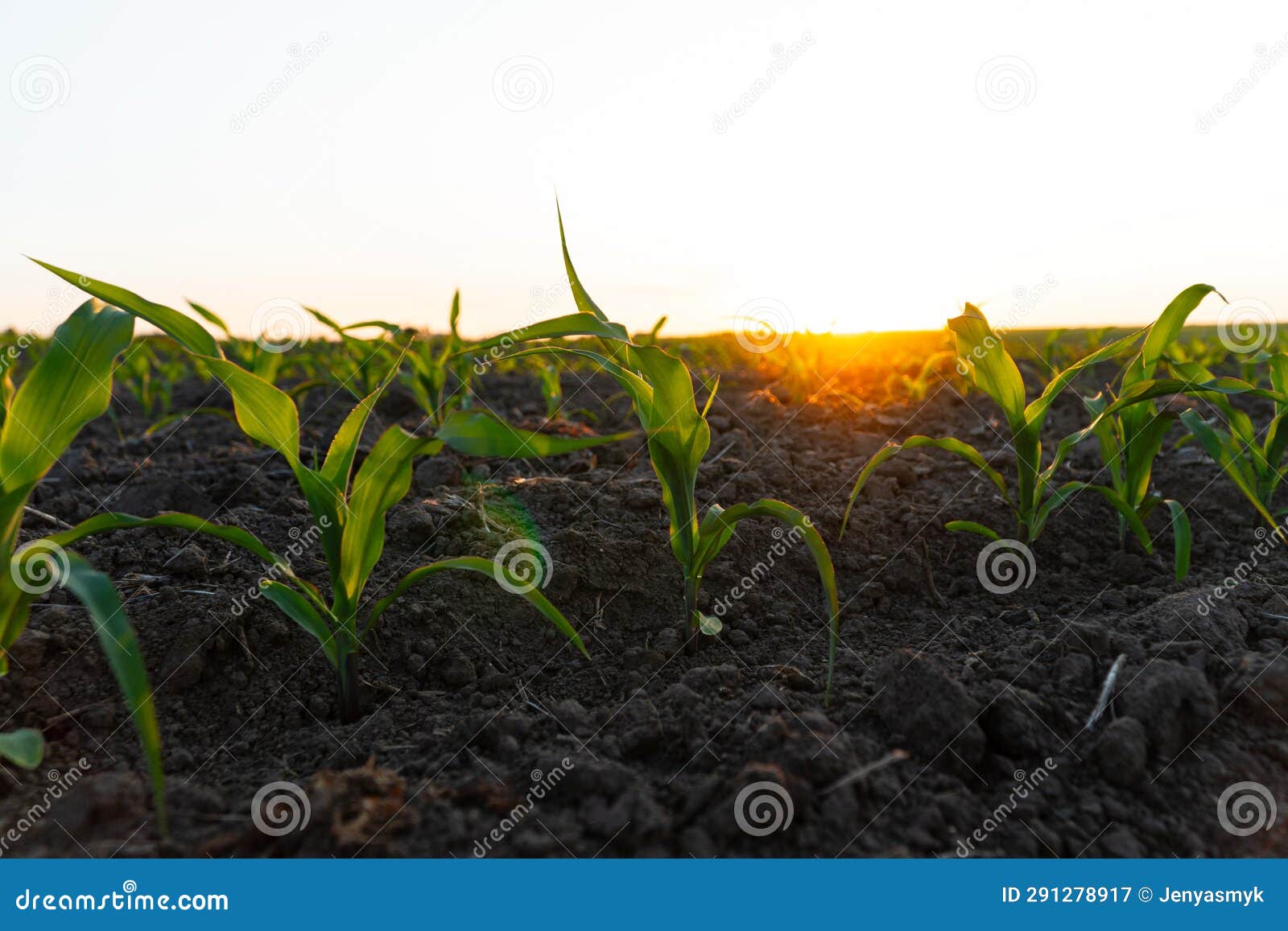 Small Corn Plants. Corn Sprouts Grow on an Organic Field Stock Image ...