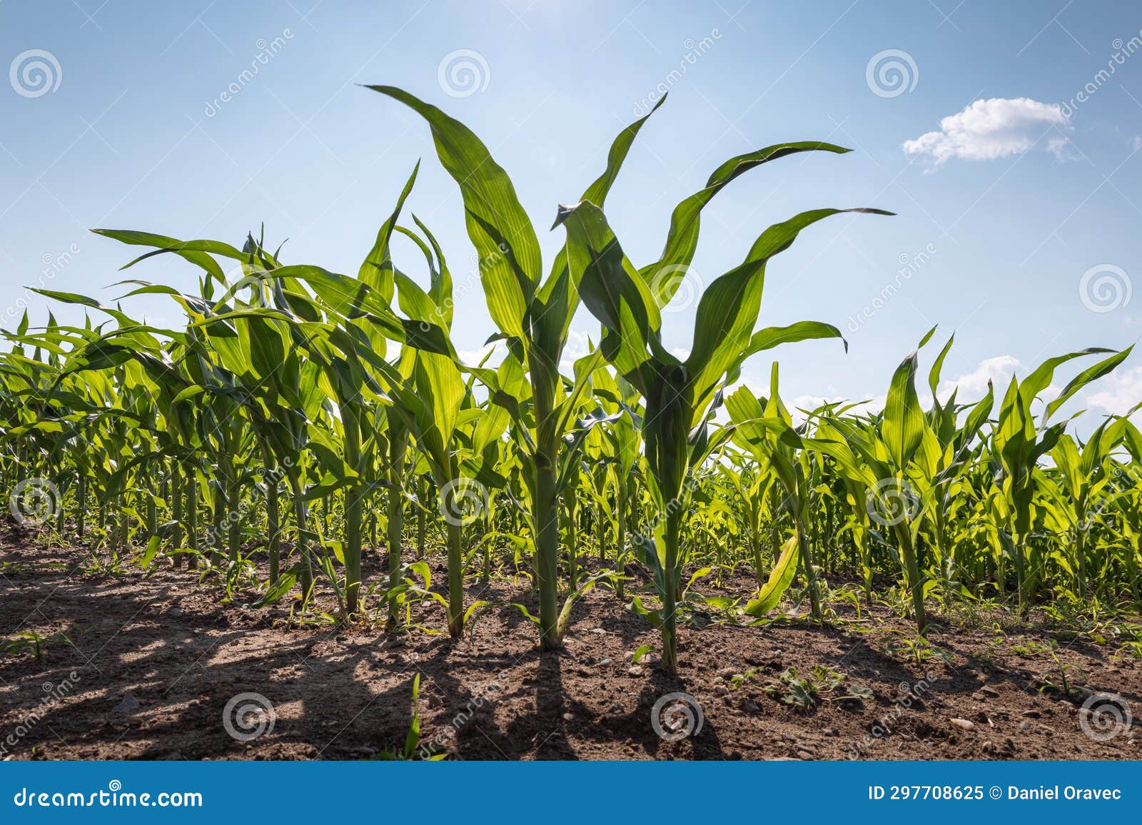 Small Corn Plants on Field with Blue Sky on Background Stock Image ...
