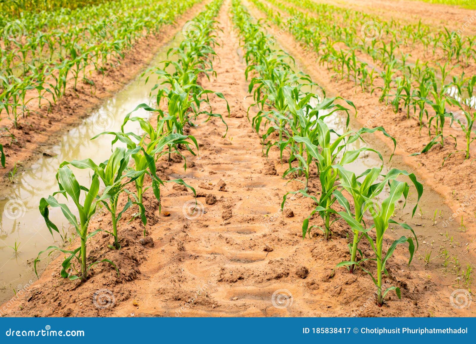 Small Corn Plants on the Field are Growing in the Morning Stock Image ...