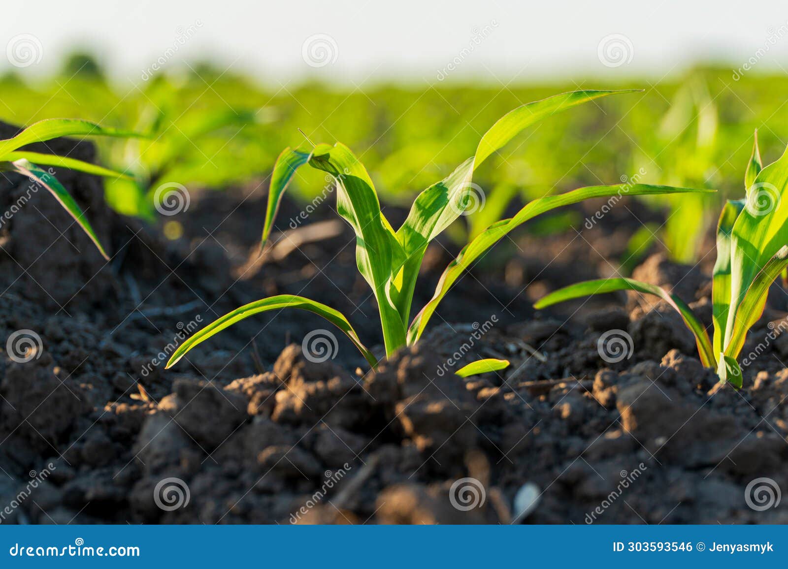 Small Corn Plants Grow in the Field. Close-up of Corn Growing Stock ...
