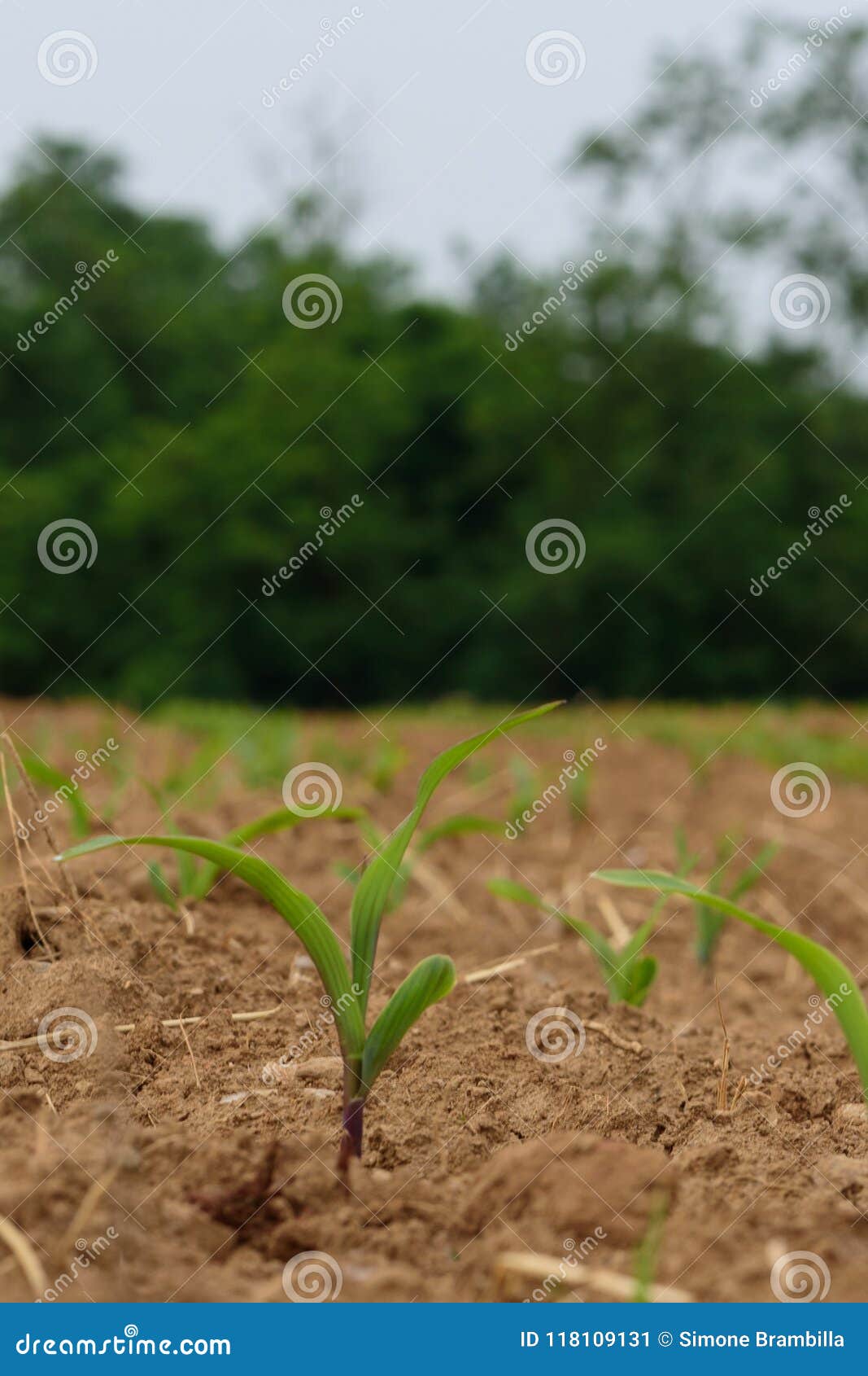 Small Corn Plants Grow in the Fields Under the Sun Stock Image - Image ...