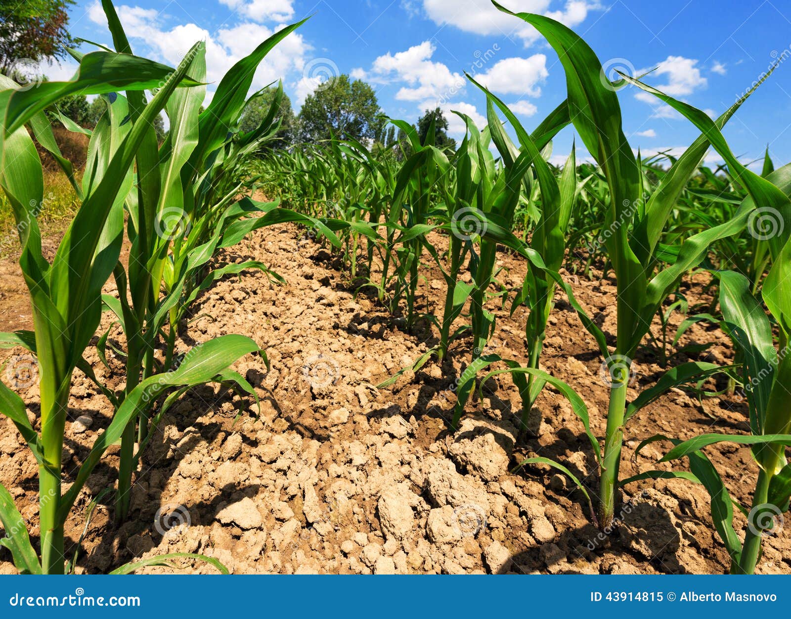 Small Corn Plants - View from Below Stock Image - Image of growth ...