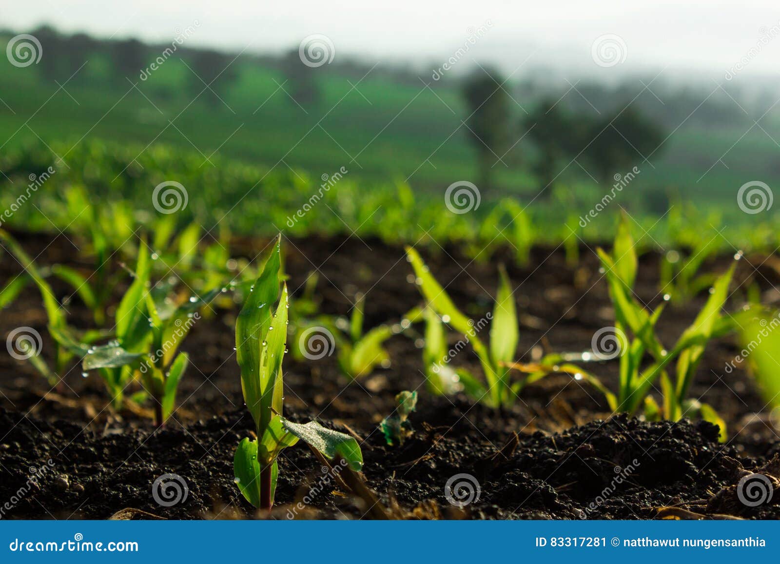 The Small Corn Rows.Â in Thailand Stock Image - Image of summer, plant ...