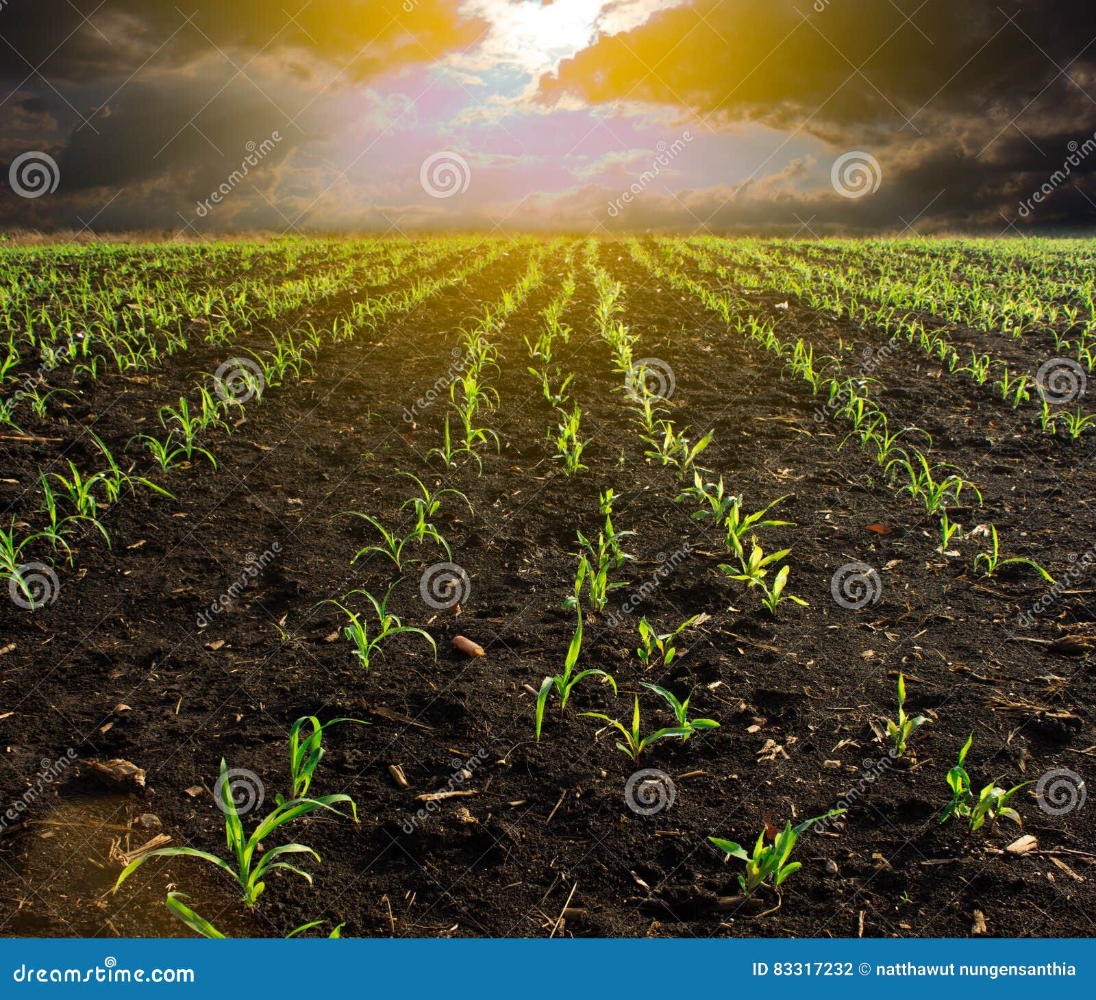 The Small Corn Rows.Â in Thailand Stock Photo - Image of thailand, corn ...