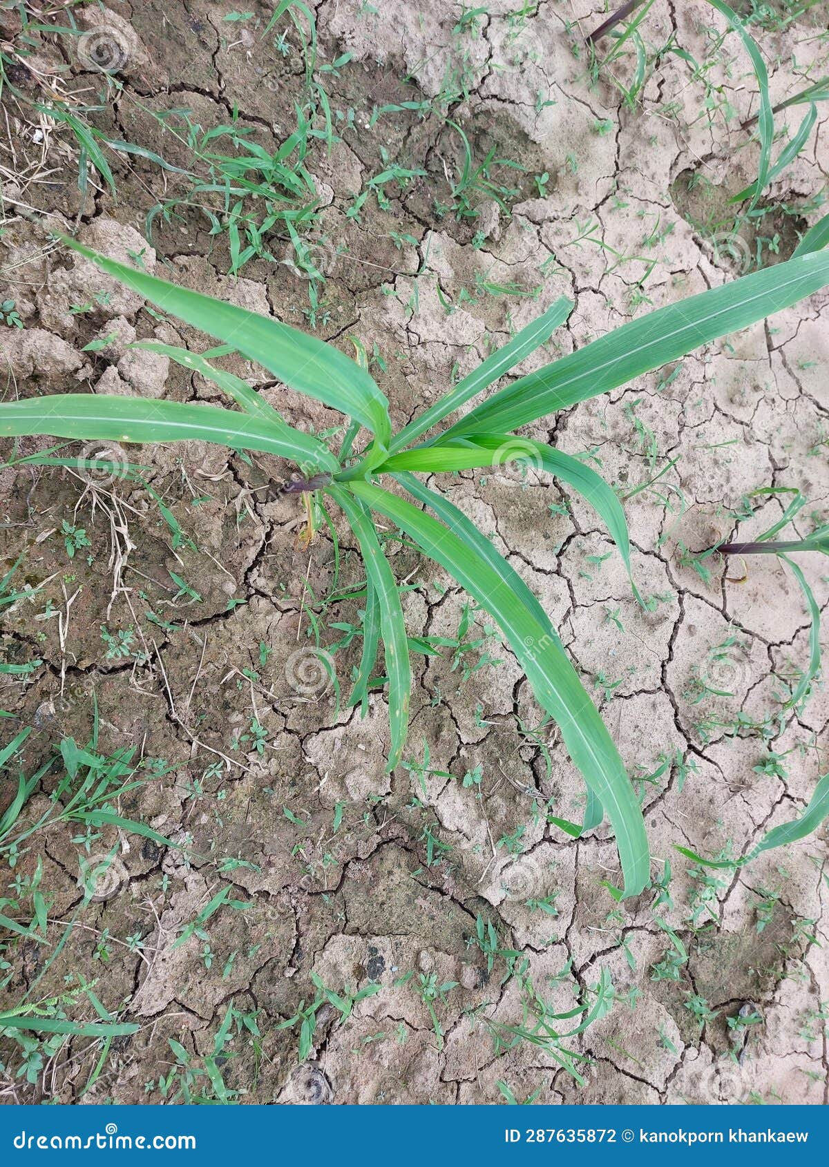 Small corn stock photo. Image of garden, woodland, grass - 287635872