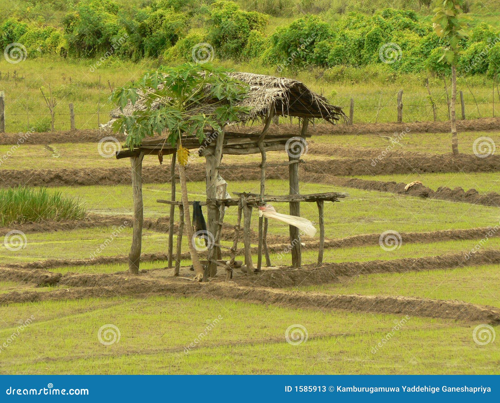 Small Cottage In A Paddy Field Picture. Image: 1585913
