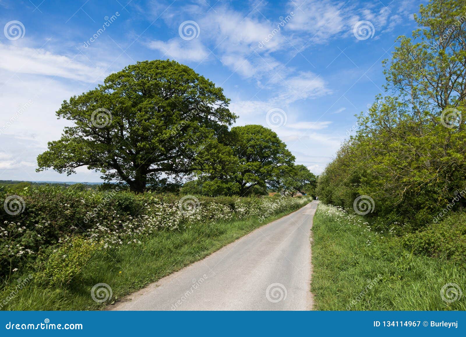 A Small Country Lane in England Stock Image - Image of journey, grass ...