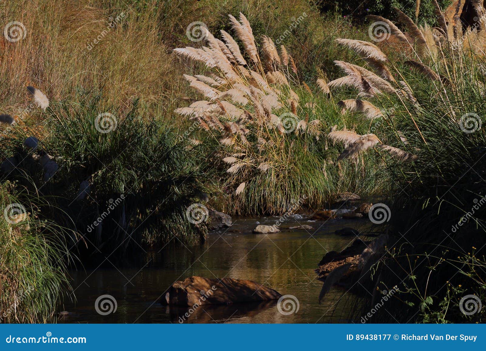 A small country stream stock image. Image of spring, outdoors - 89438177
