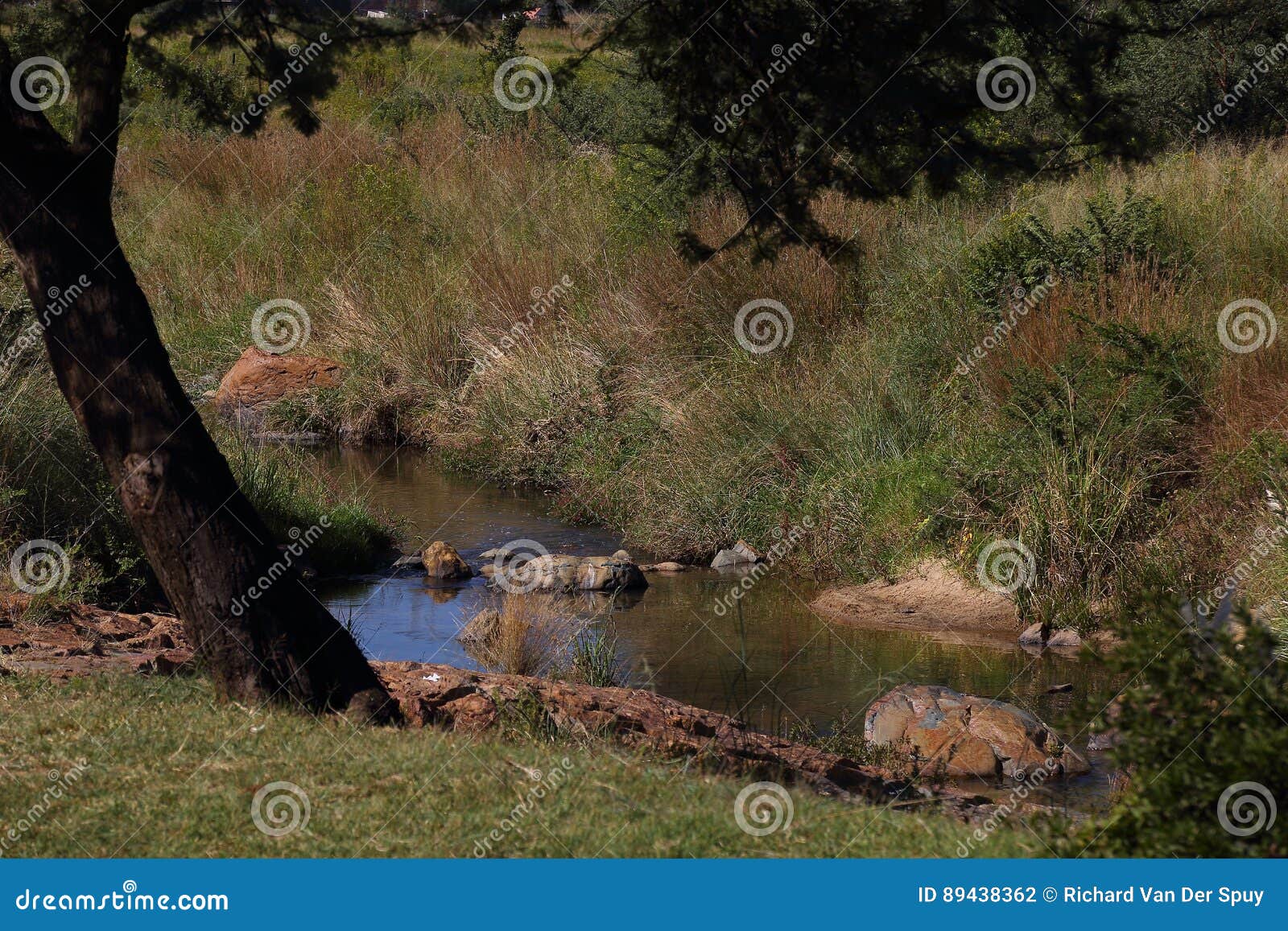 A small country stream stock photo. Image of spring, green - 89438362