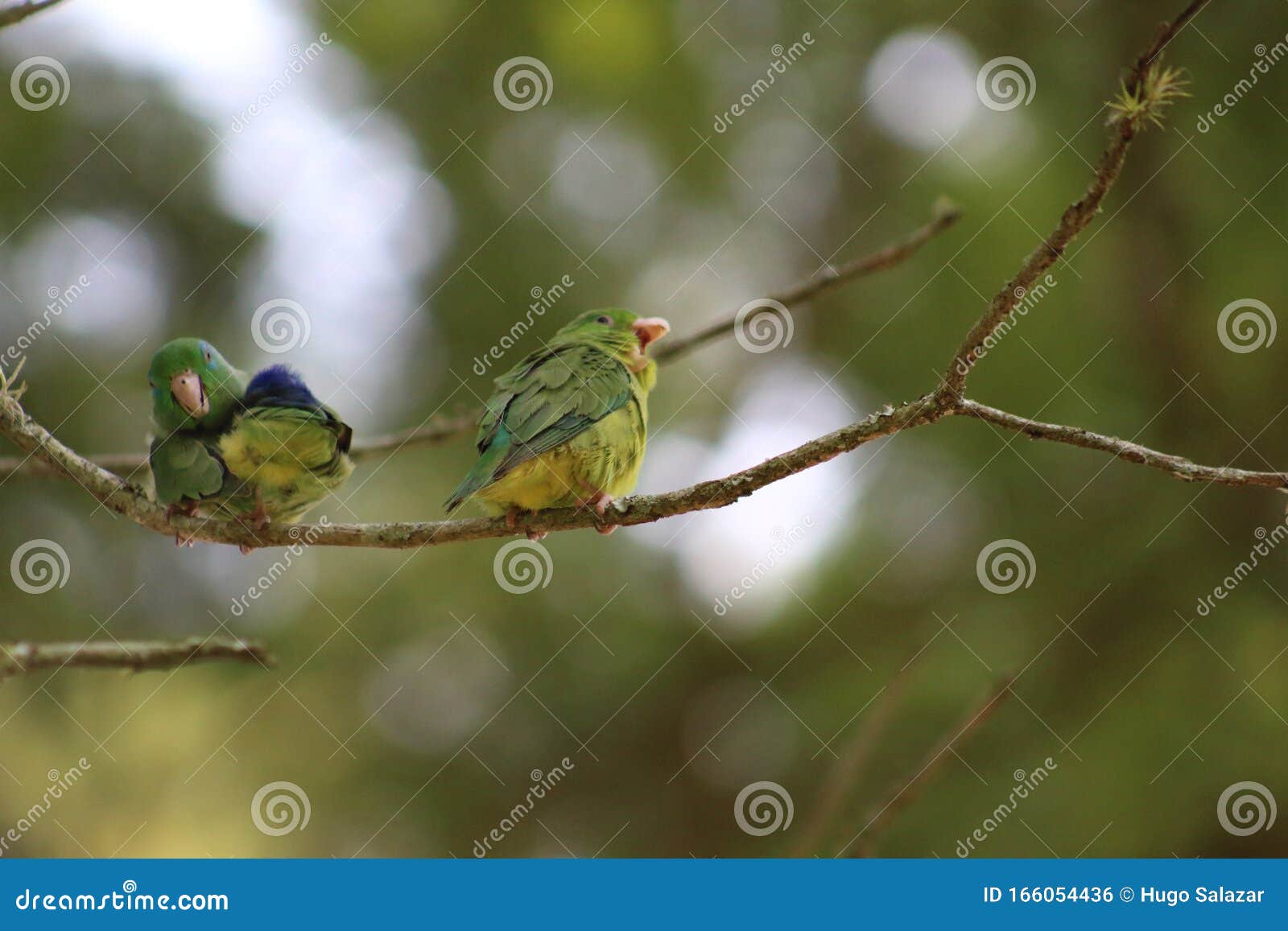 Small Couple of Parrots in a Tree Stock Photo - Image of beauty, bird ...