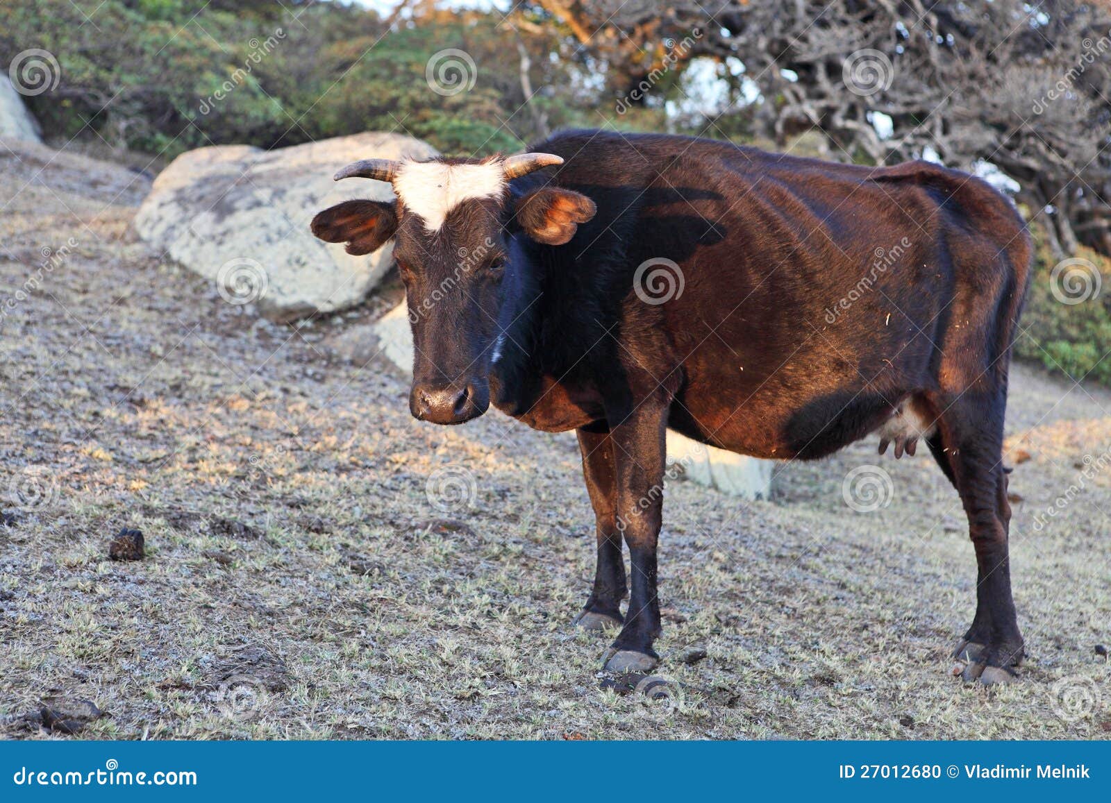 Small Cow Stock Photo - Image: 27012680