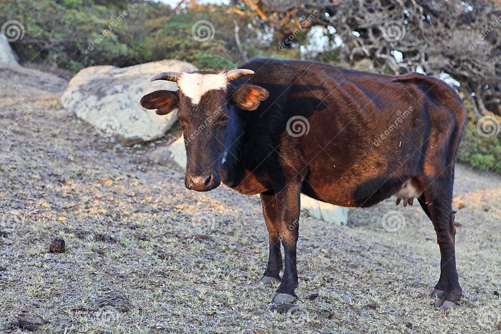 Small cow stock photo. Image of economy, beast, farmland - 27012680