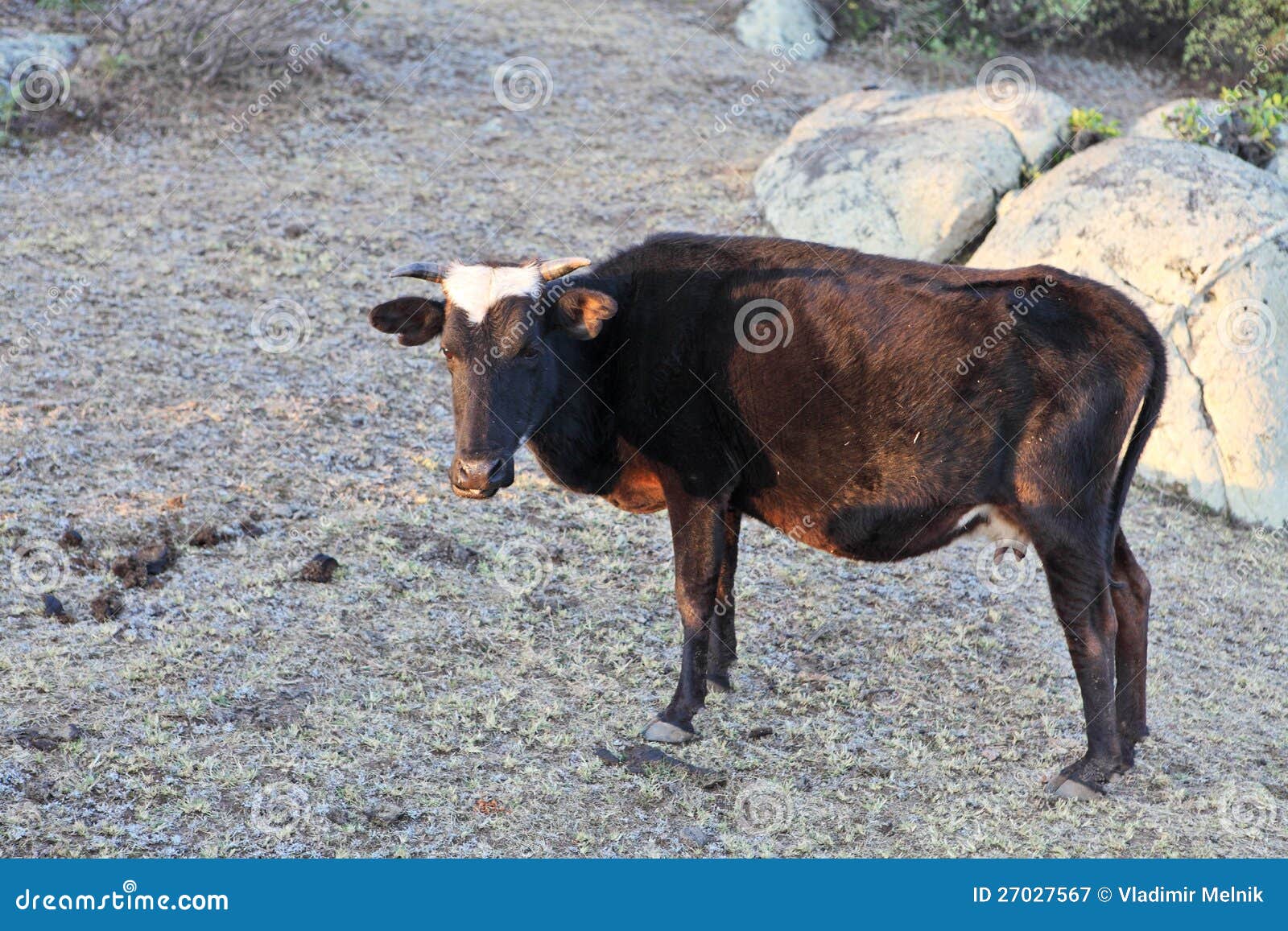 Small cow stock image. Image of beast, beef, farm, small - 27027567