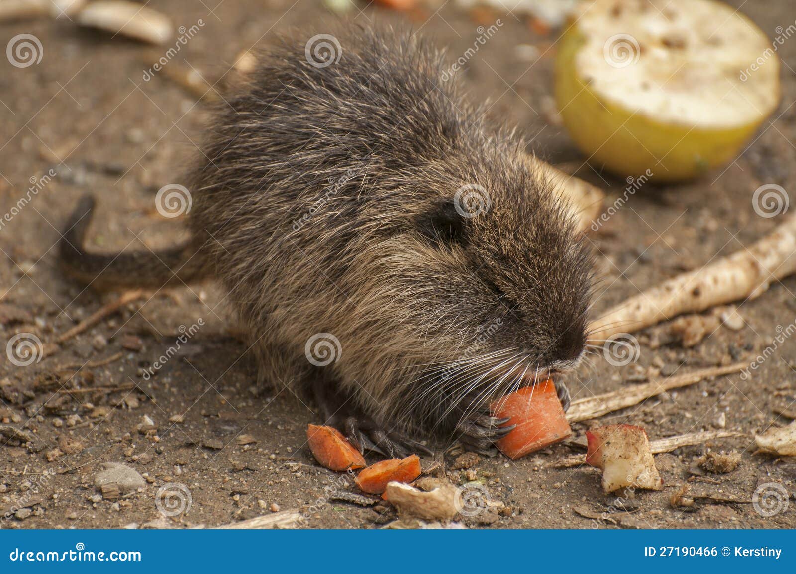 Small Coypu stock photo. Image of incisor, herbivorous - 27190466