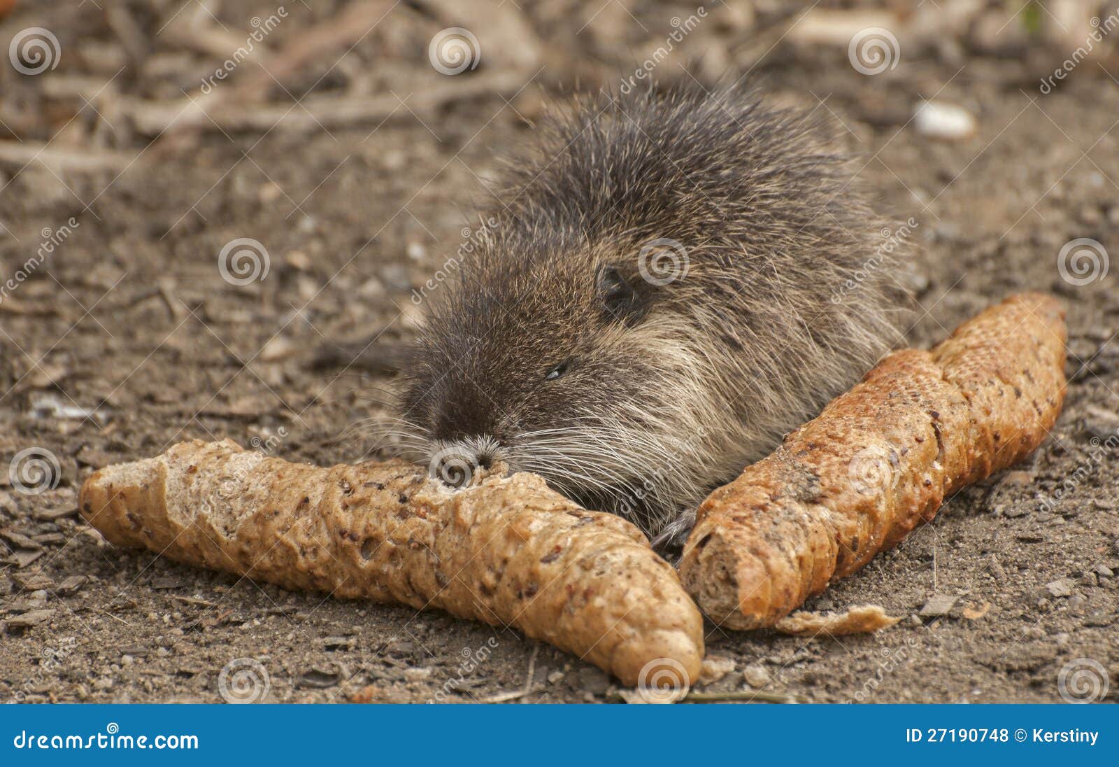 Small Coypu stock photo. Image of fauna, nature, native - 27190748