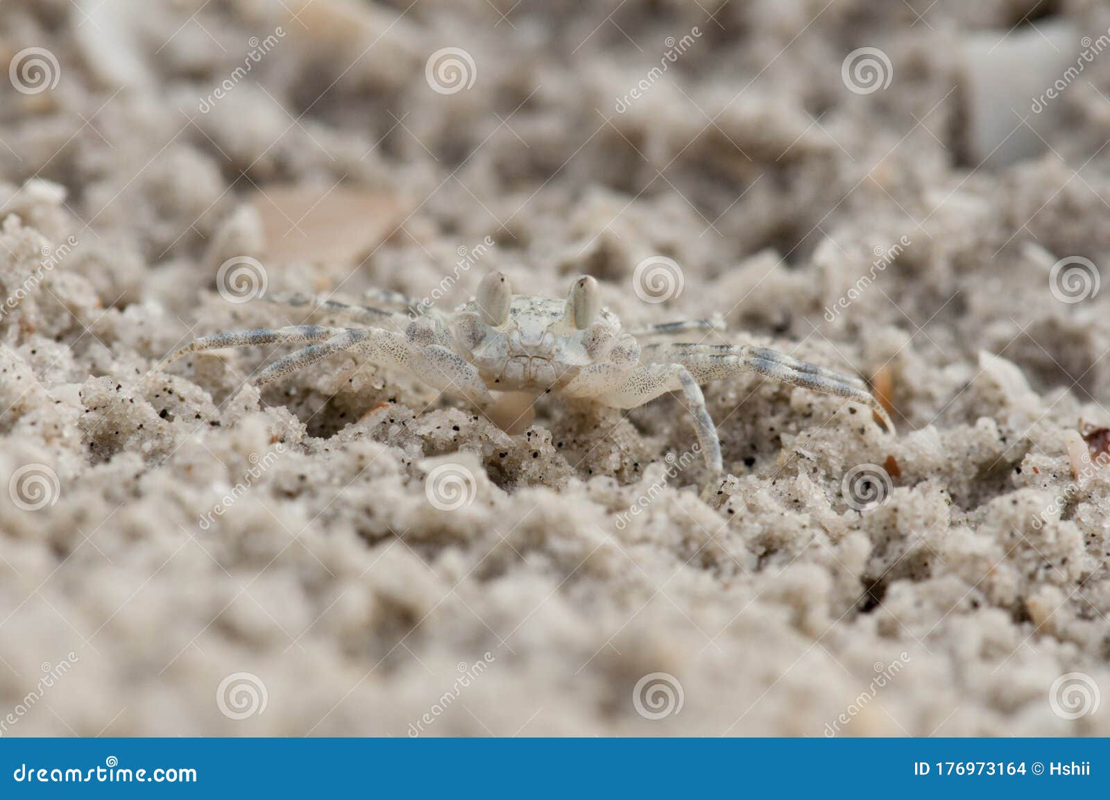 Small Crab on the Beach at Langkawi, Malaysia Stock Photo - Image of ...