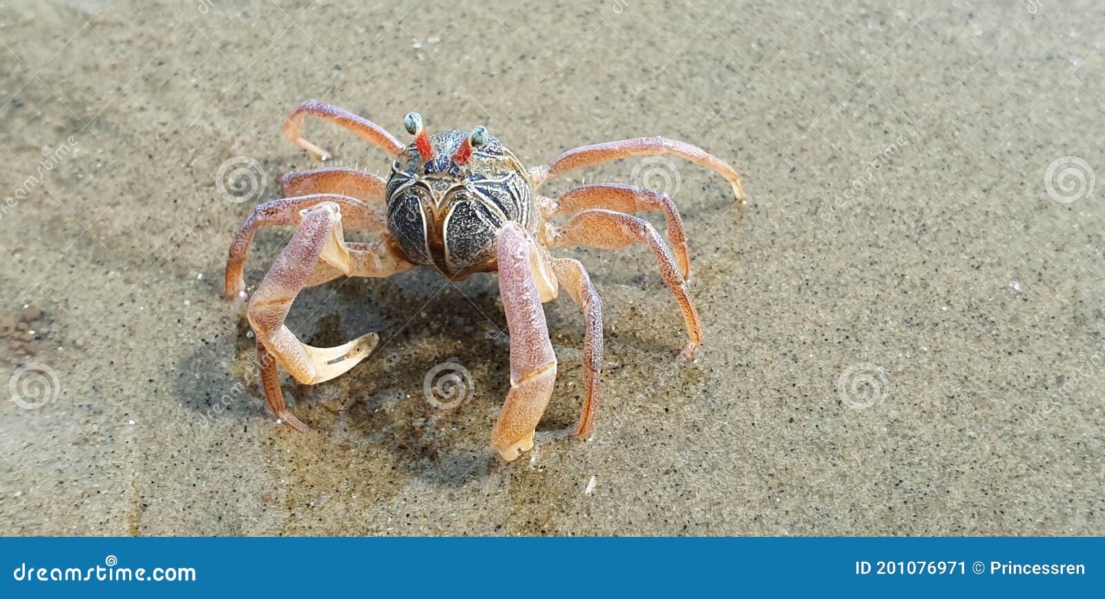 Small Crab at the Beach Looking for Food Stock Image - Image of nature ...