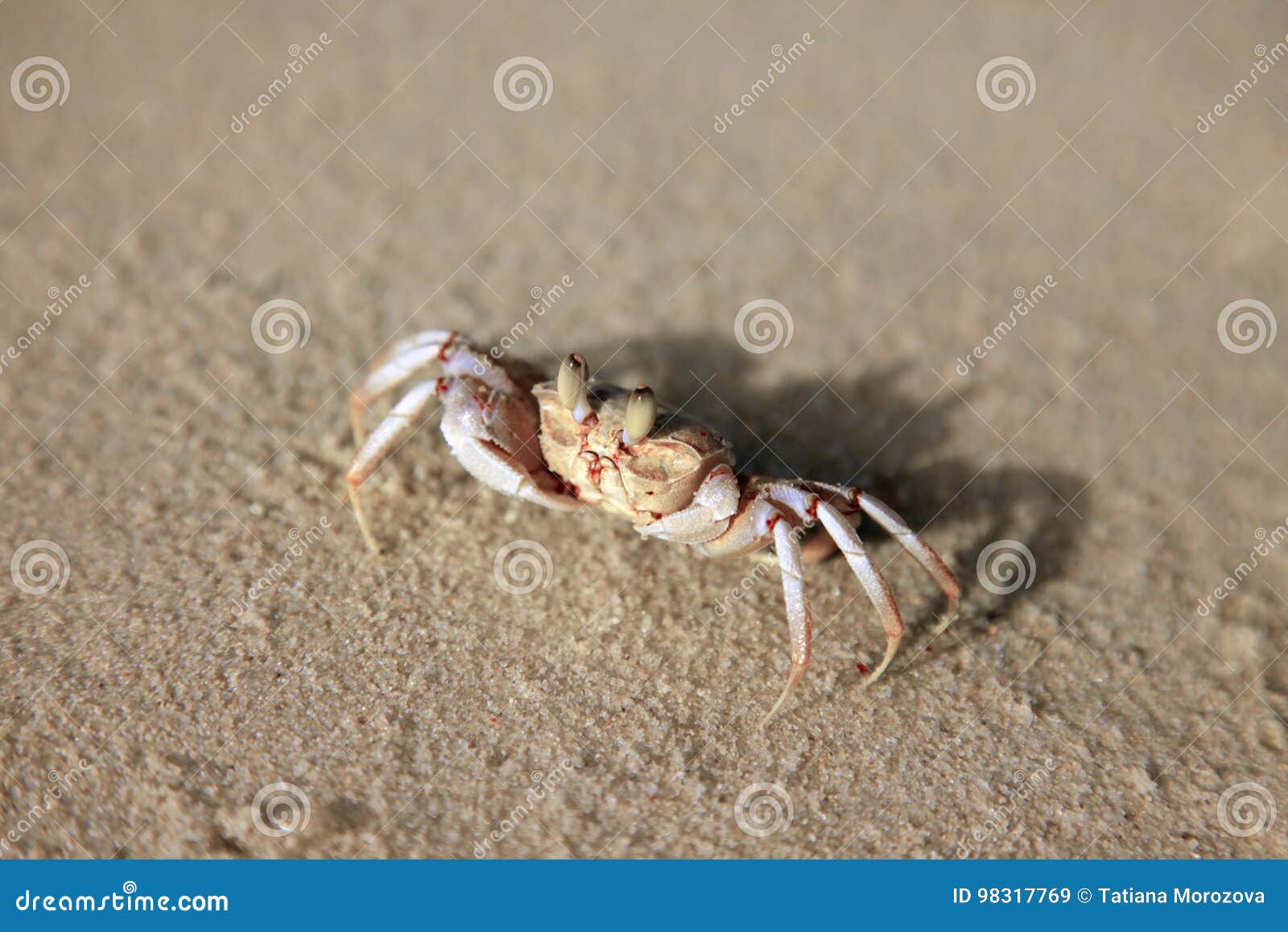 Small crab on the beach stock image. Image of close, resort - 98317769
