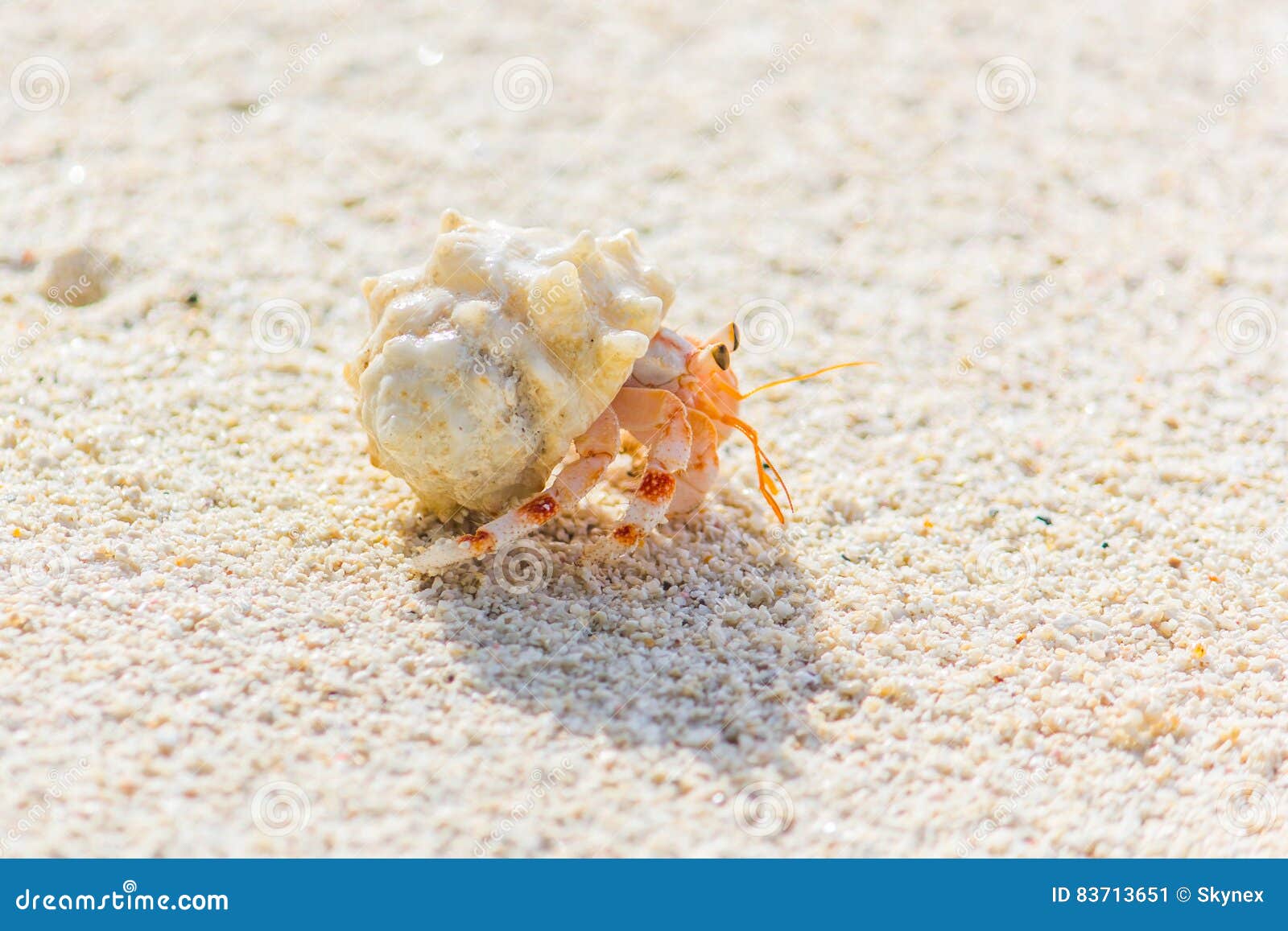 Small Crab on the Beach stock image. Image of beaches - 83713651